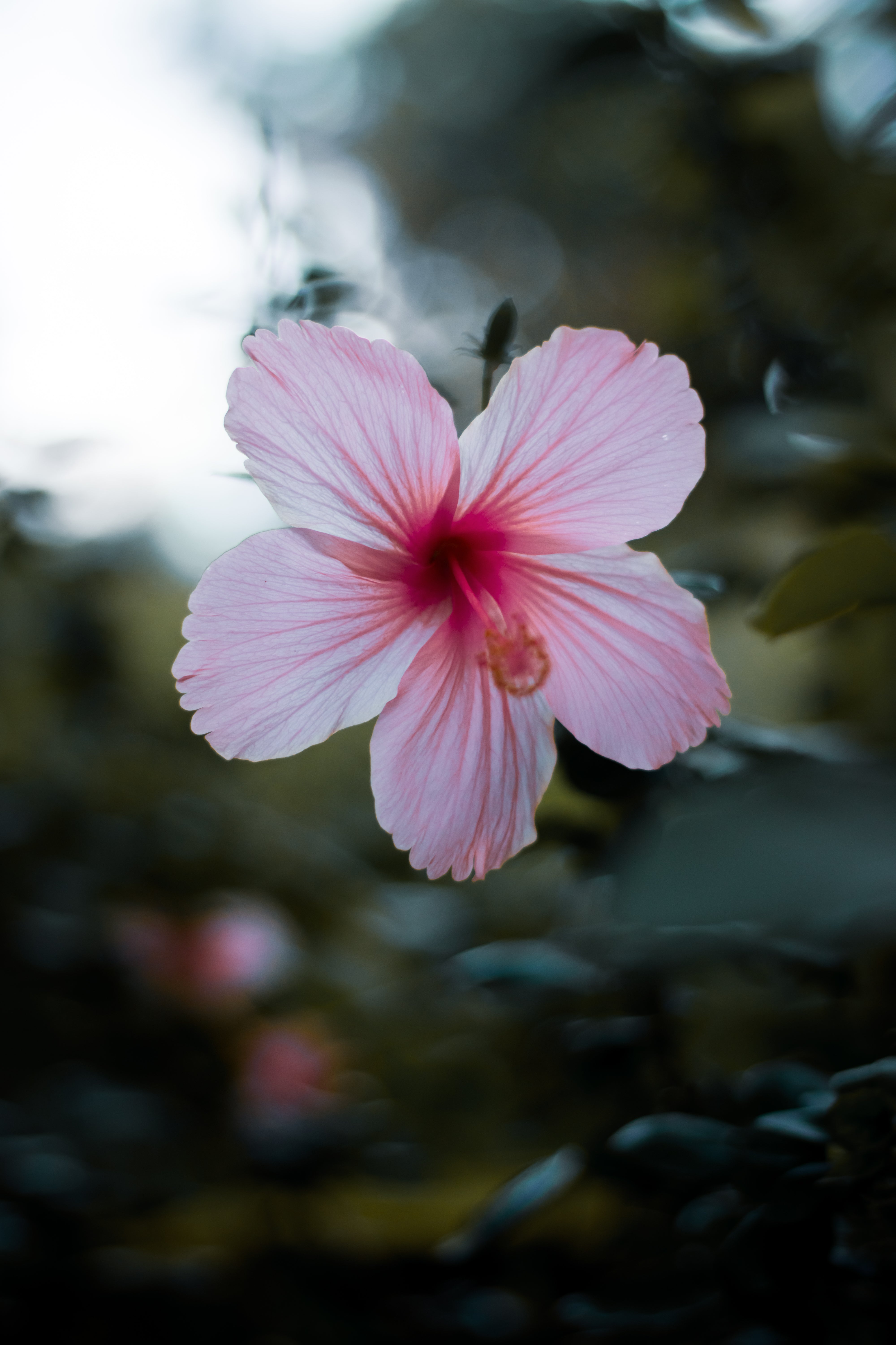 Pink Hibiscus Wallpapers - Wallpaper Cave