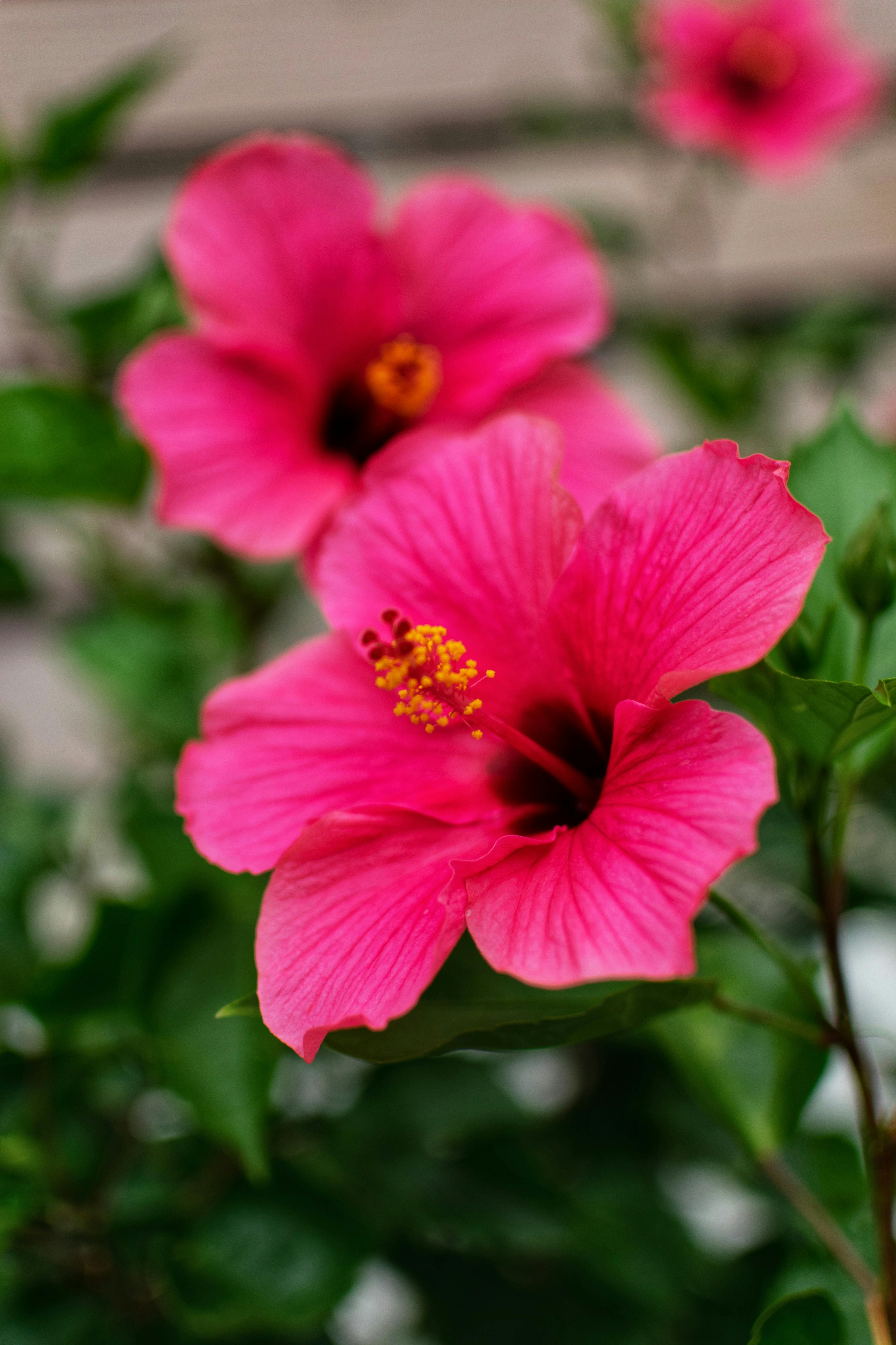 Pink Hibiscus Wallpapers - Wallpaper Cave