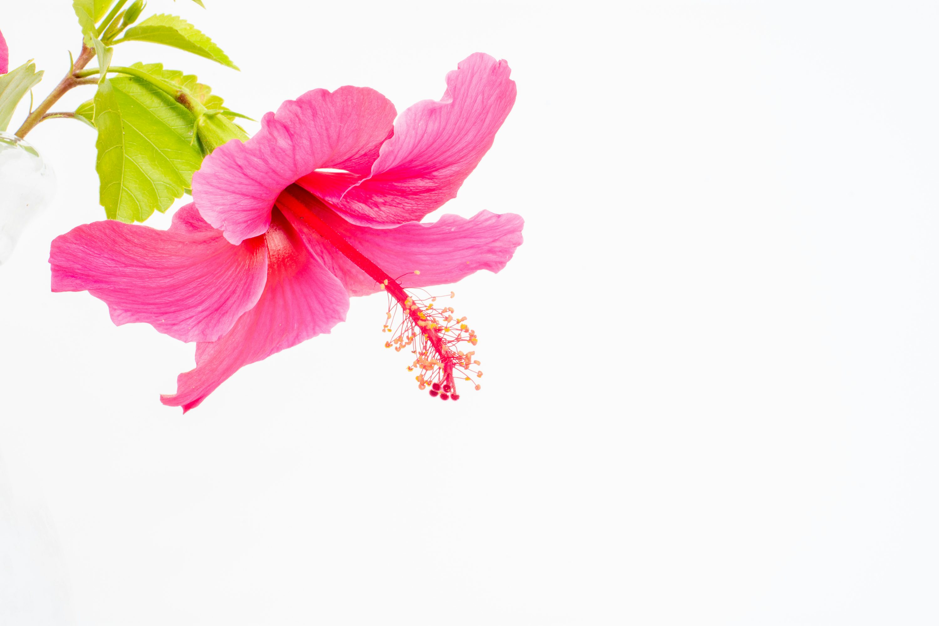 Pink Hibiscus Wallpapers - Wallpaper Cave