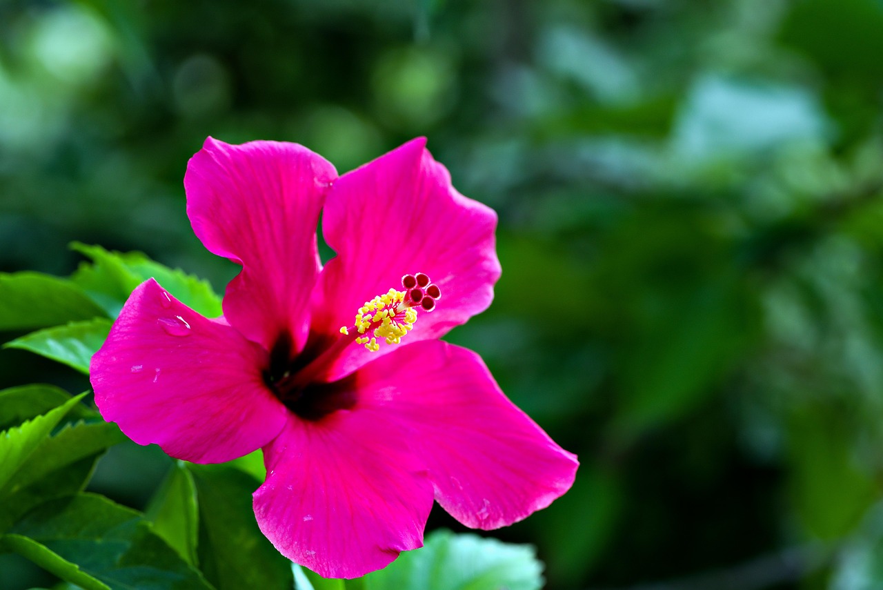 Pink Hibiscus Wallpapers - Wallpaper Cave