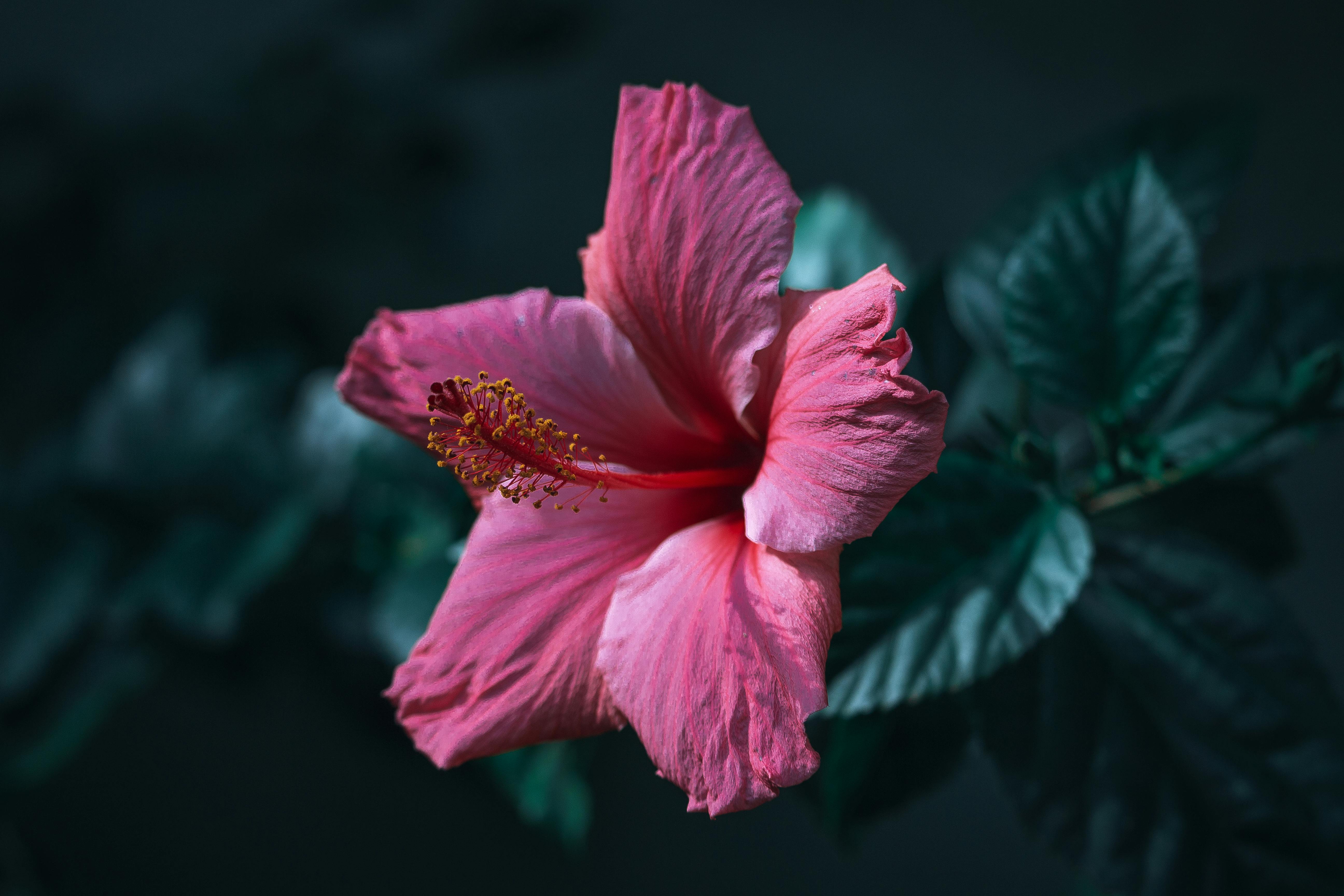 Pink Hibiscus Wallpapers - Wallpaper Cave