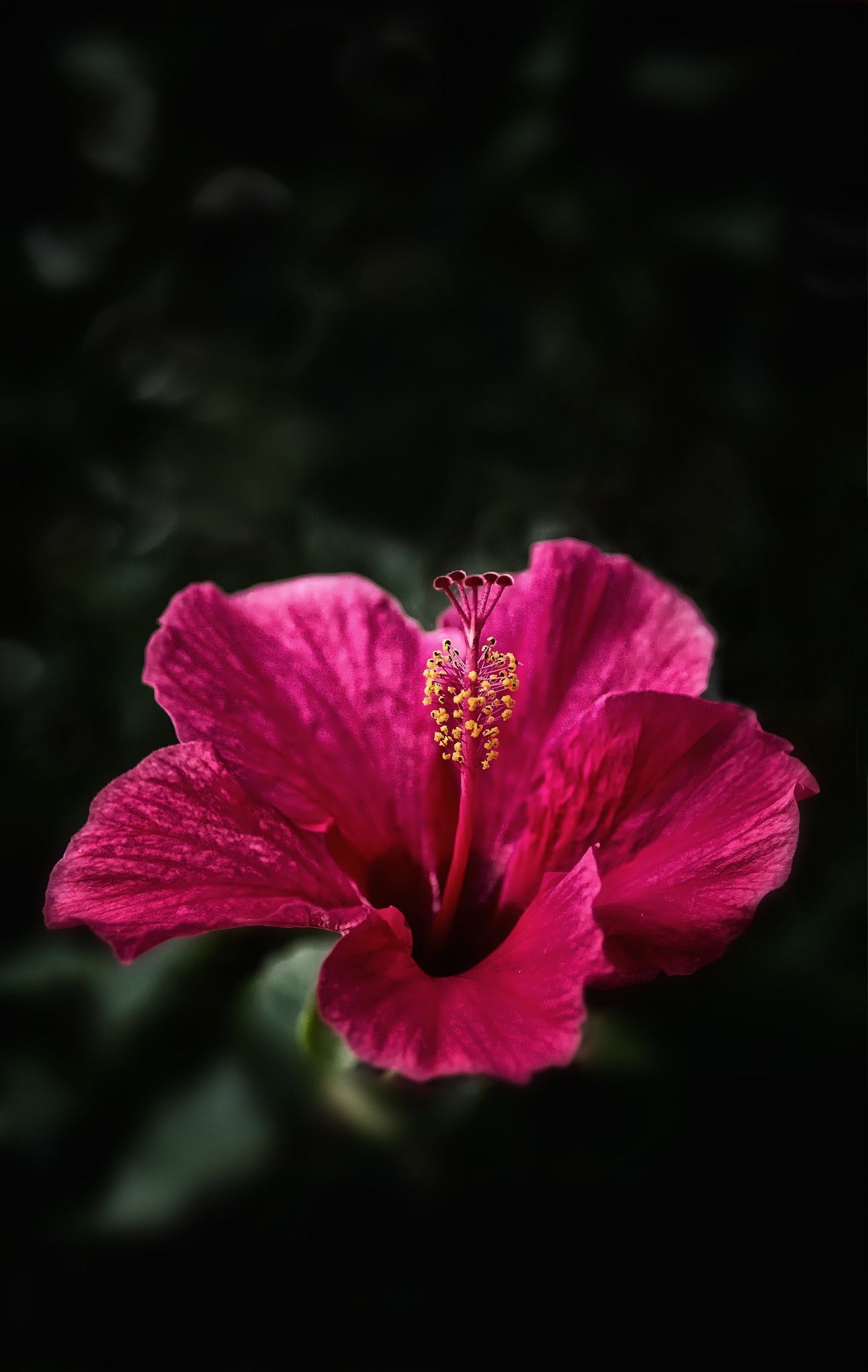 Pink Hibiscus Wallpapers - Wallpaper Cave