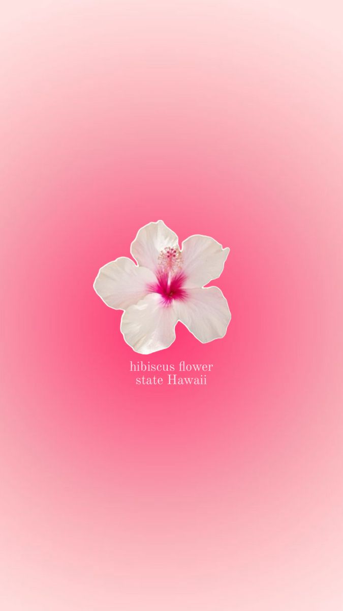 Pink Hibiscus Wallpapers - Wallpaper Cave
