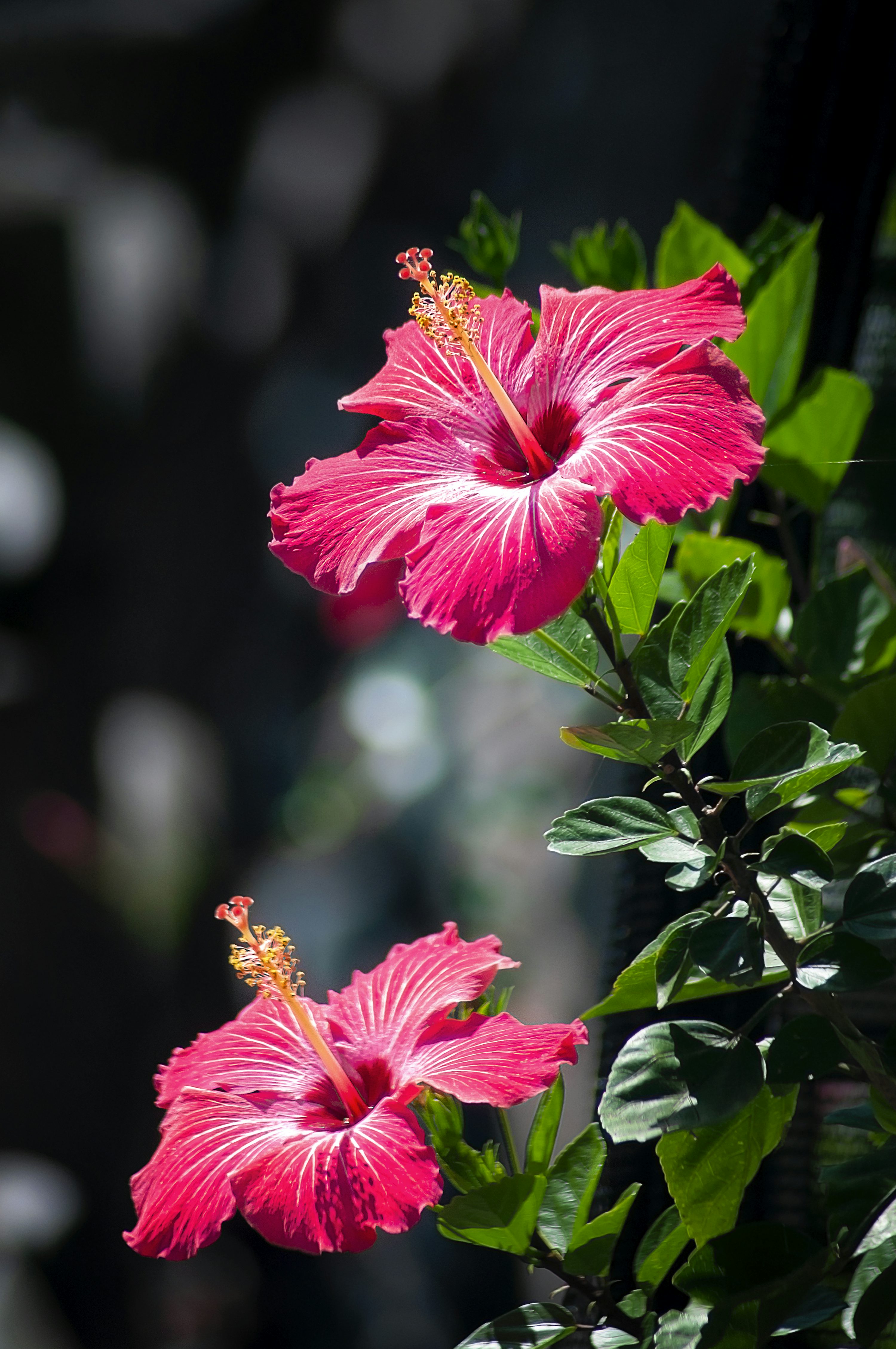 Pink Hibiscus Wallpapers - Wallpaper Cave