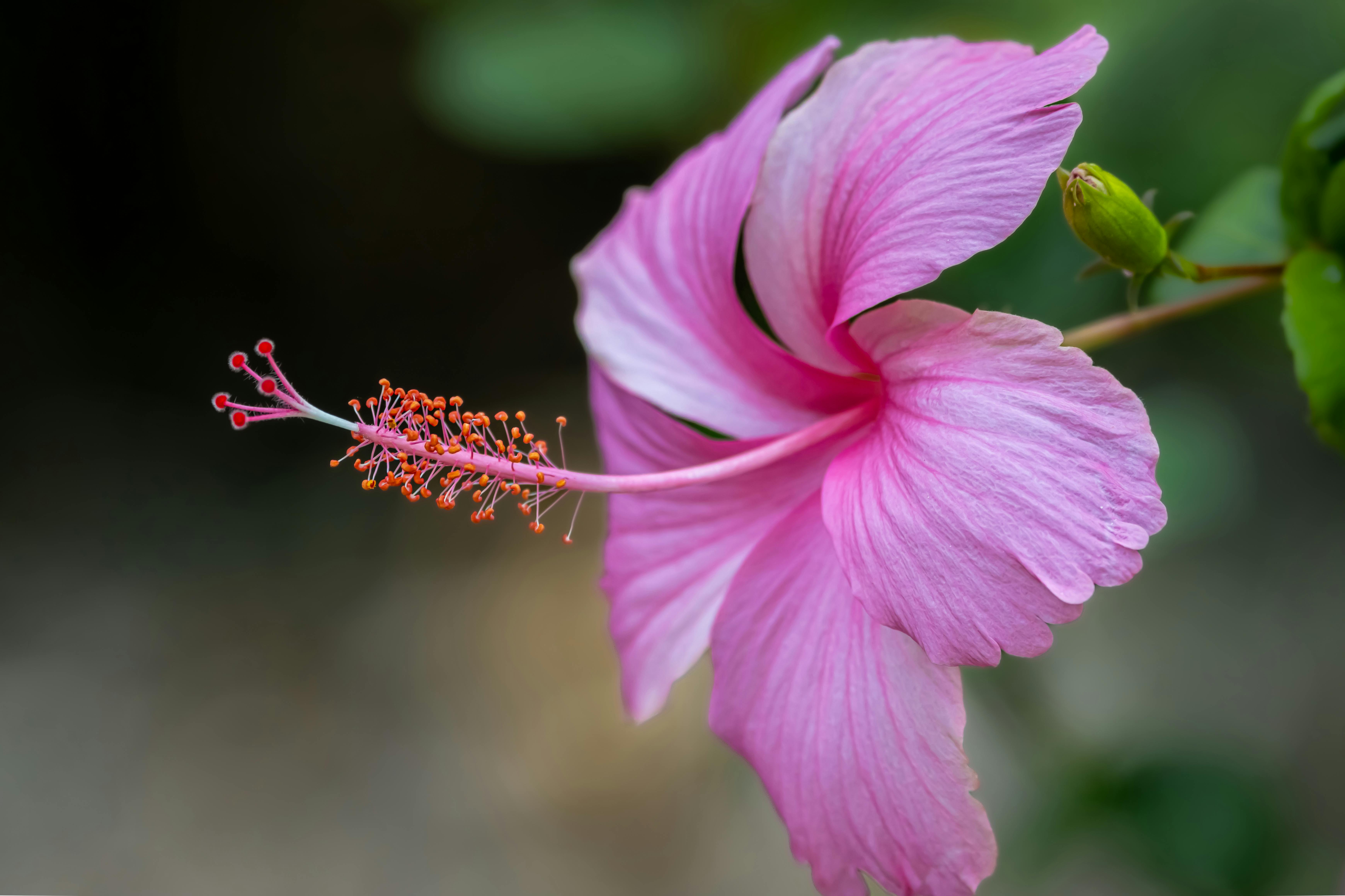 Pink Hibiscus Wallpapers - Wallpaper Cave