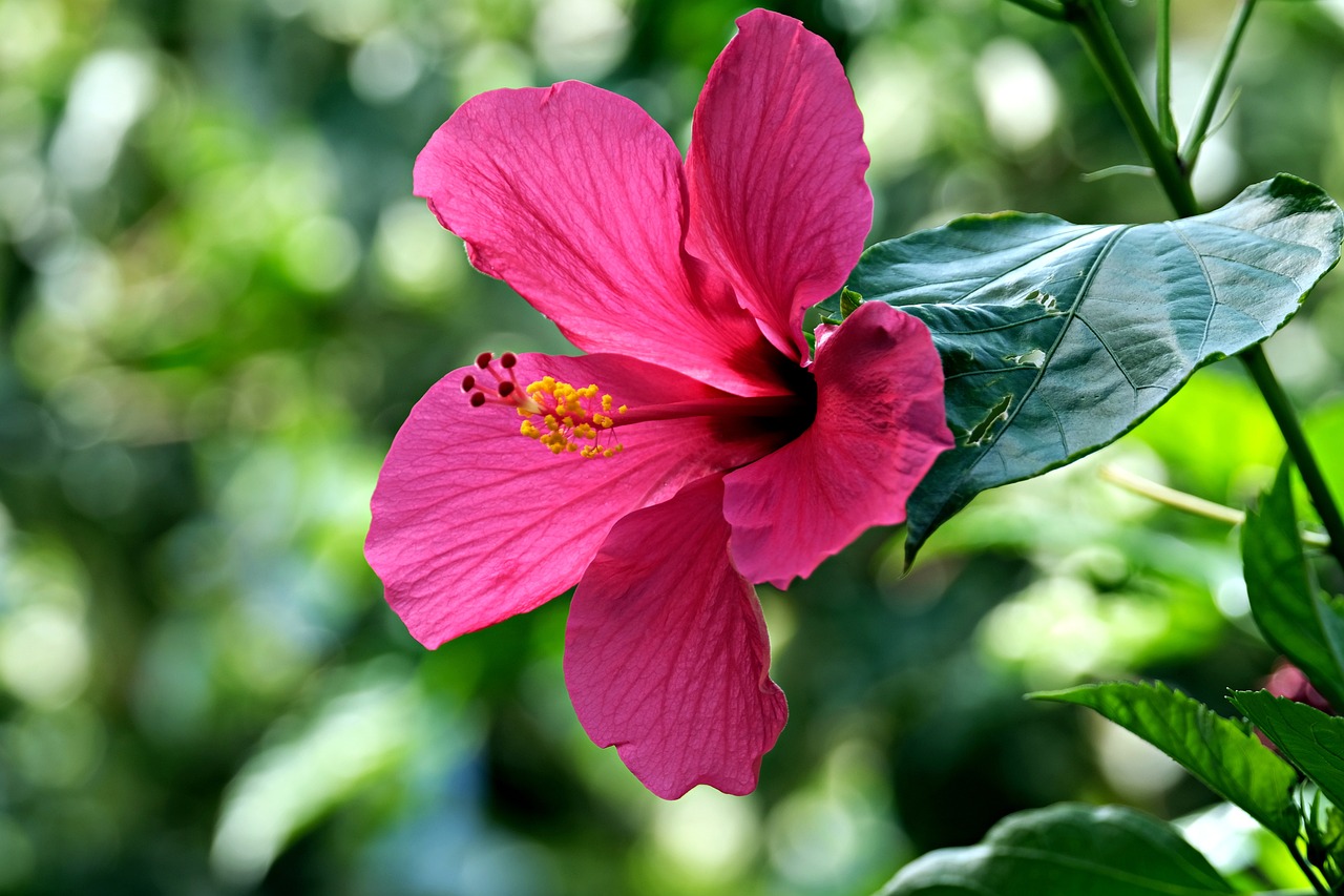 Pink Hibiscus Wallpapers - Wallpaper Cave