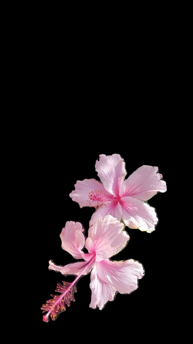 Pink Hibiscus Wallpapers - Wallpaper Cave