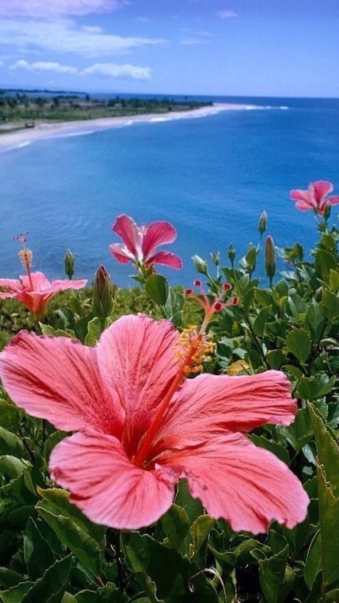 Pink Hibiscus Wallpapers - Wallpaper Cave