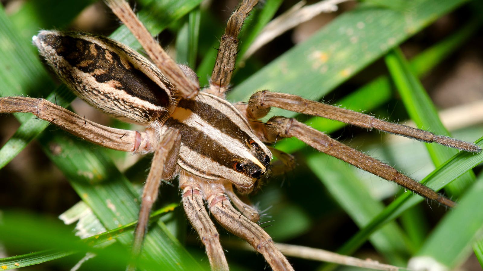 Round Spiders Wallpapers - Wallpaper Cave
