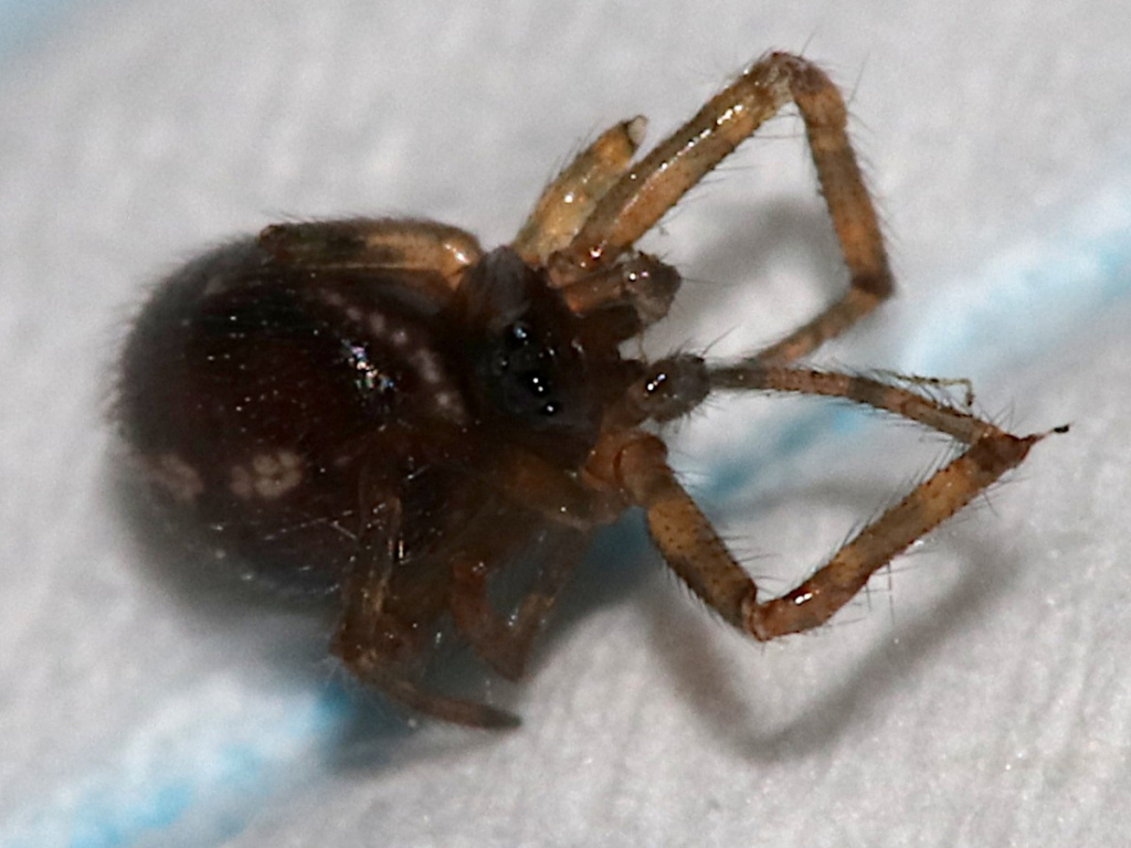 Round Spiders Wallpapers - Wallpaper Cave