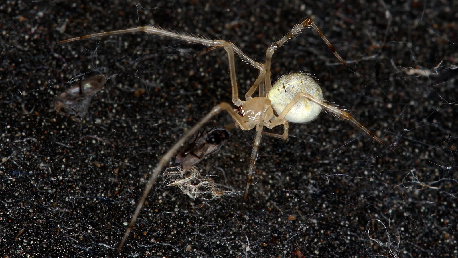 Round Spiders Wallpapers - Wallpaper Cave