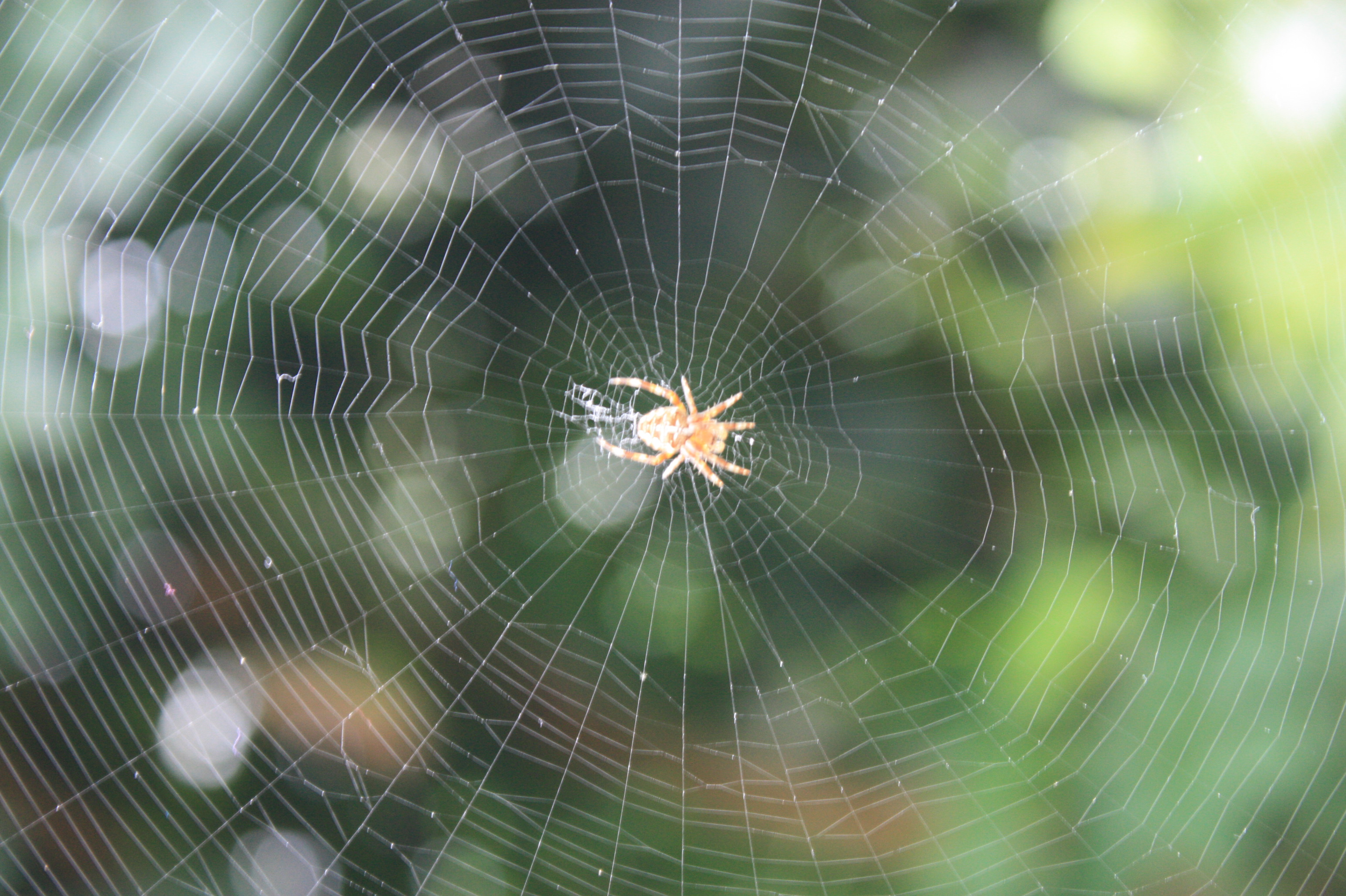 Round Spiders Wallpapers - Wallpaper Cave