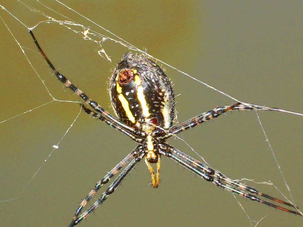 Round Spiders Wallpapers - Wallpaper Cave