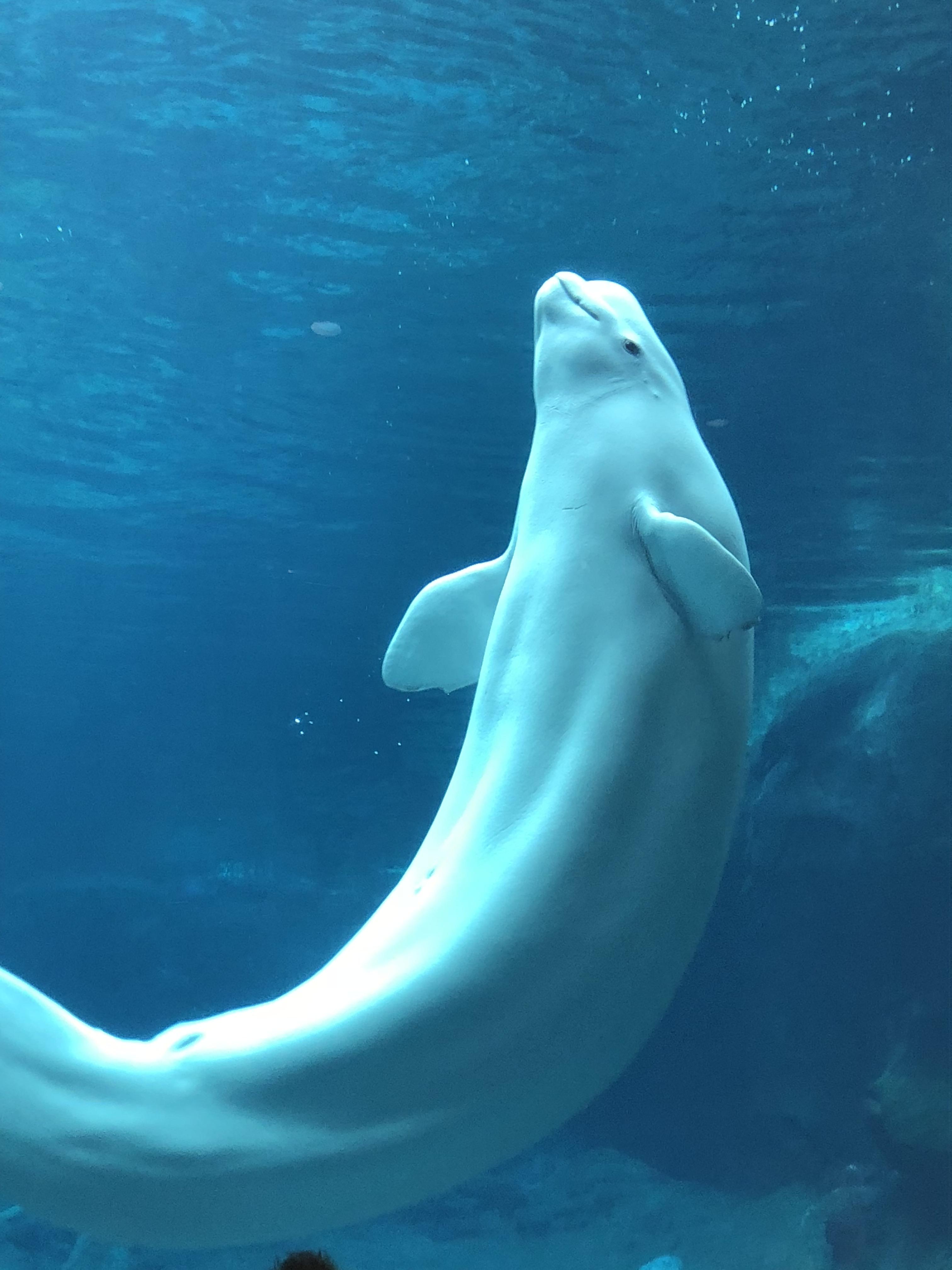 White Whale Wallpapers - Wallpaper Cave