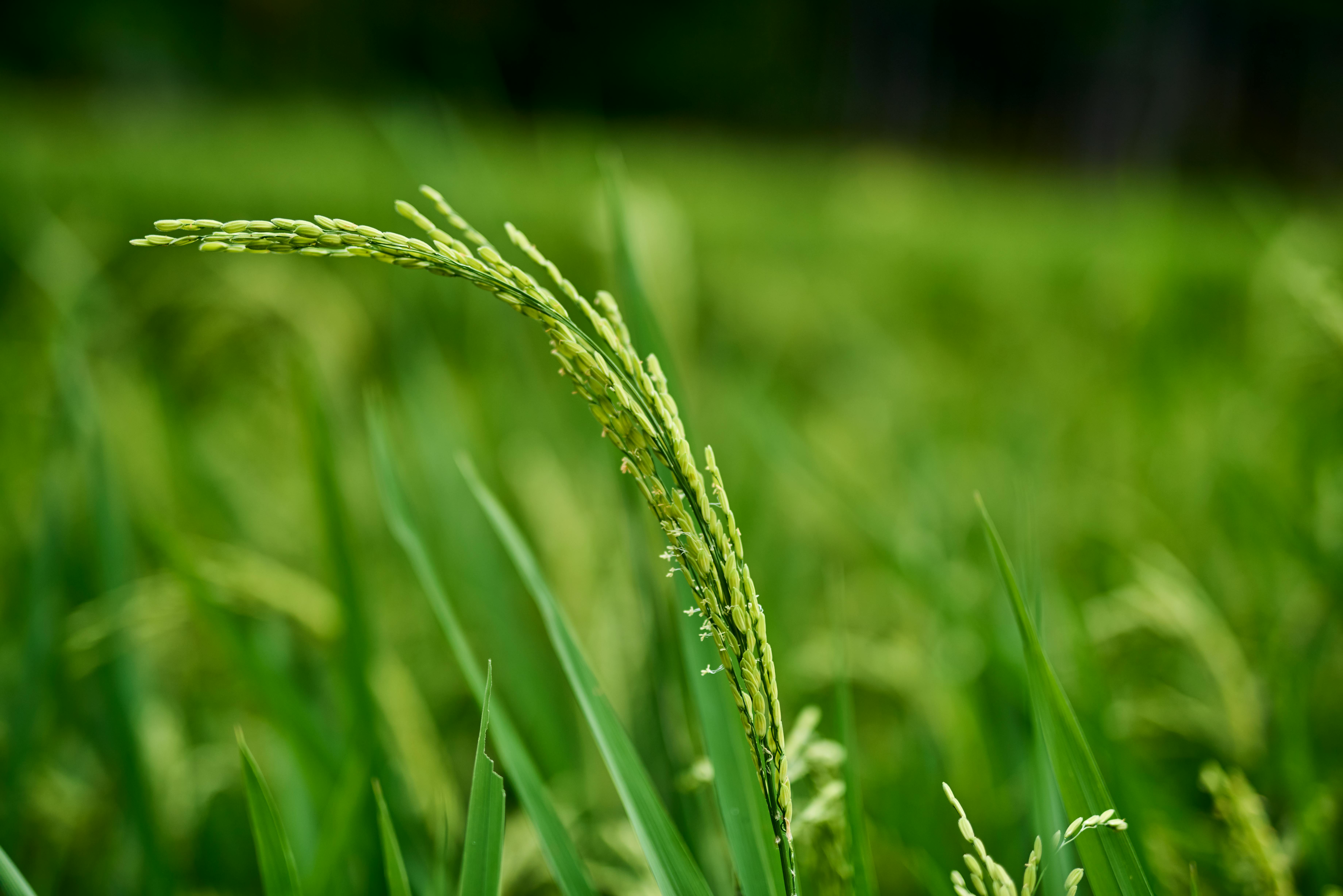 Rice Crop Wallpapers - Wallpaper Cave
