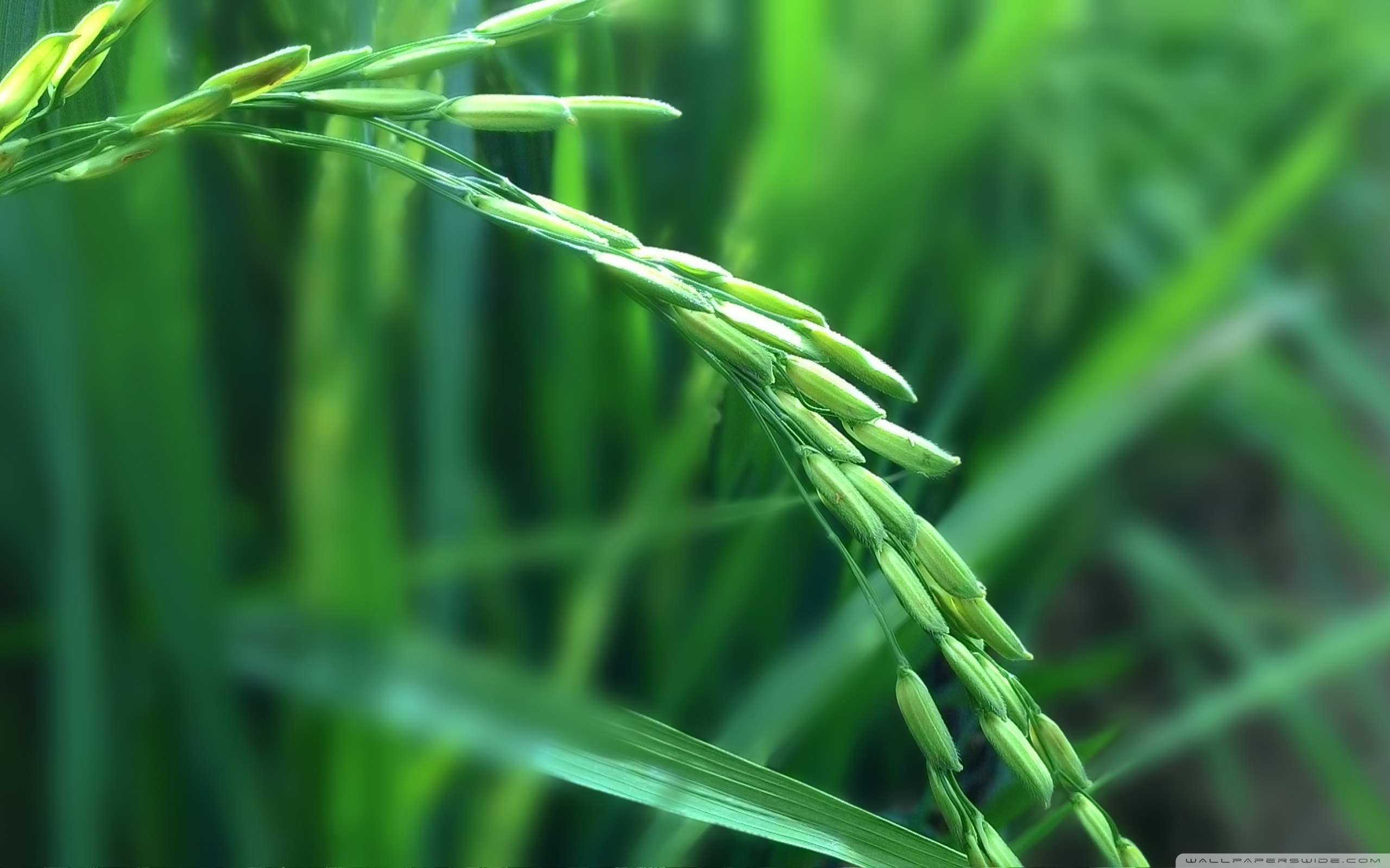 Rice Crop Wallpapers - Wallpaper Cave