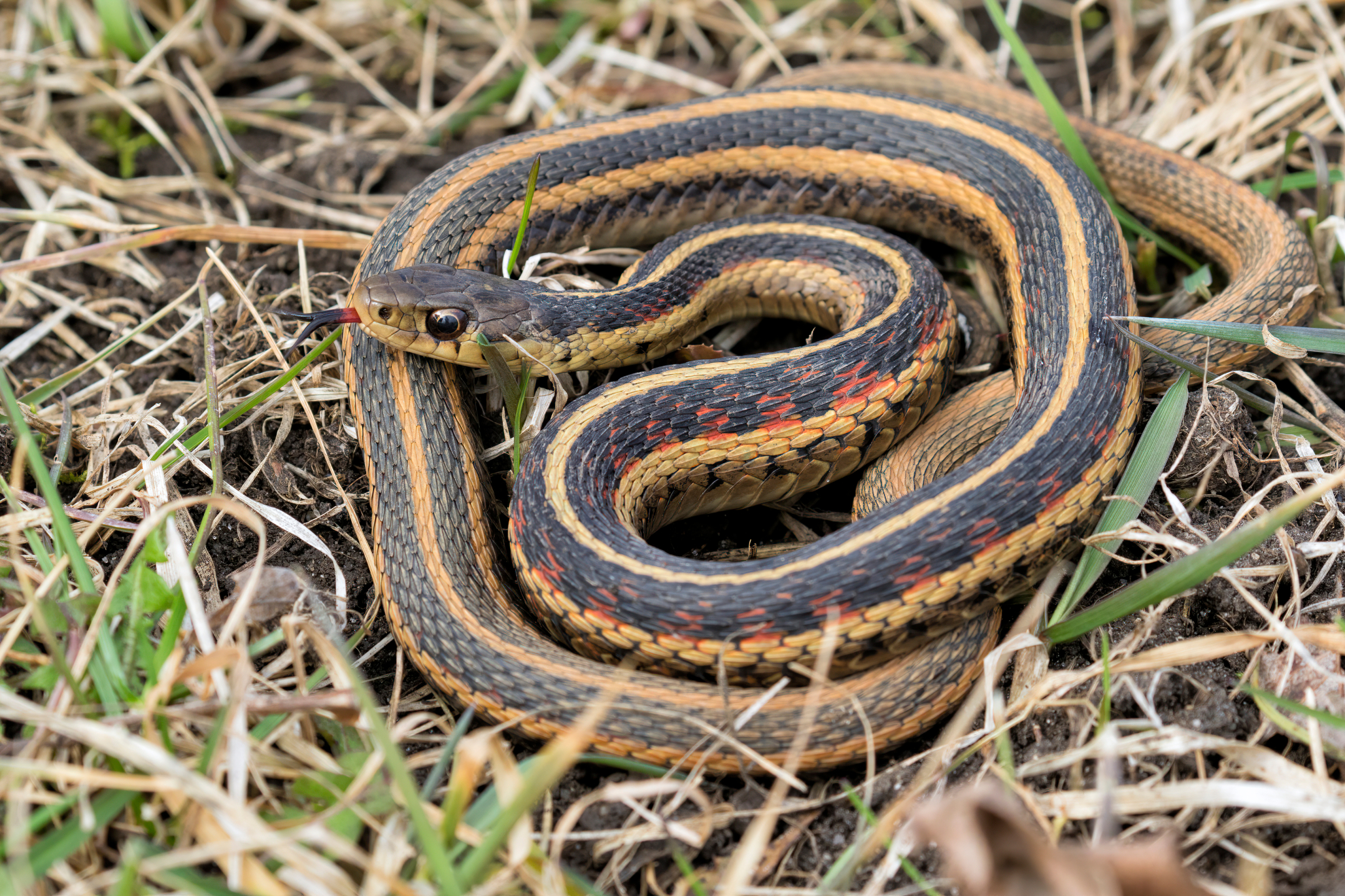San Diego Garter Snake Wallpapers - Wallpaper Cave