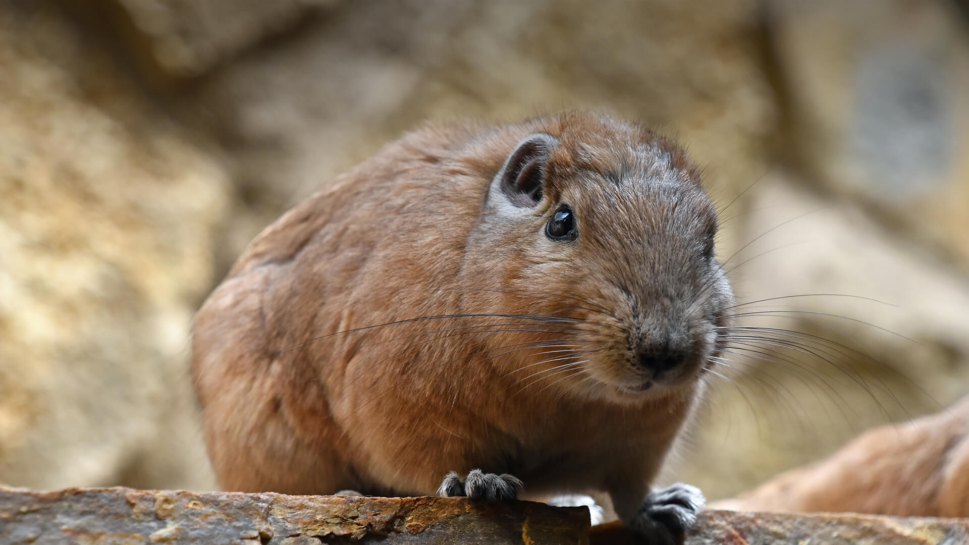 Common Gundi Wallpapers - Wallpaper Cave
