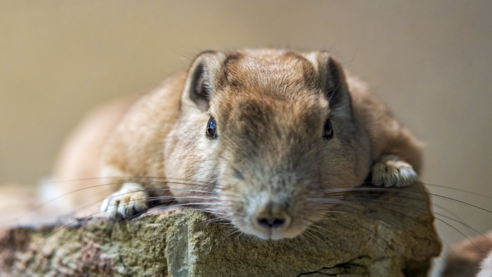 Common Gundi Wallpapers - Wallpaper Cave