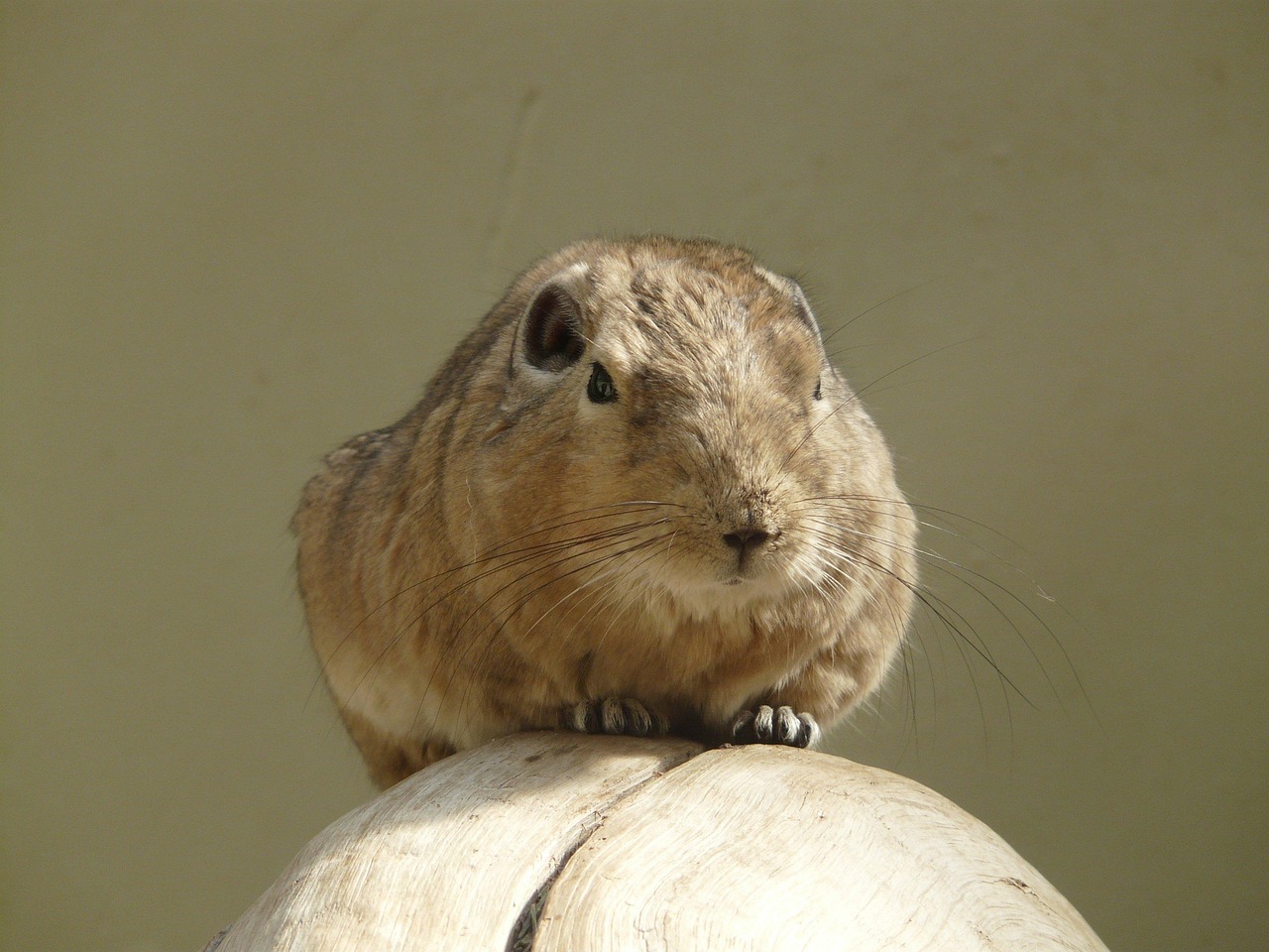 Common Gundi Wallpapers - Wallpaper Cave