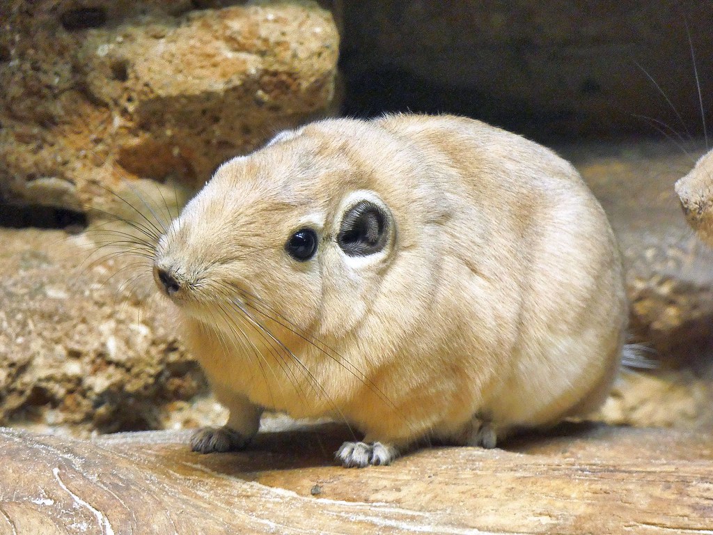 Common Gundi Wallpapers - Wallpaper Cave