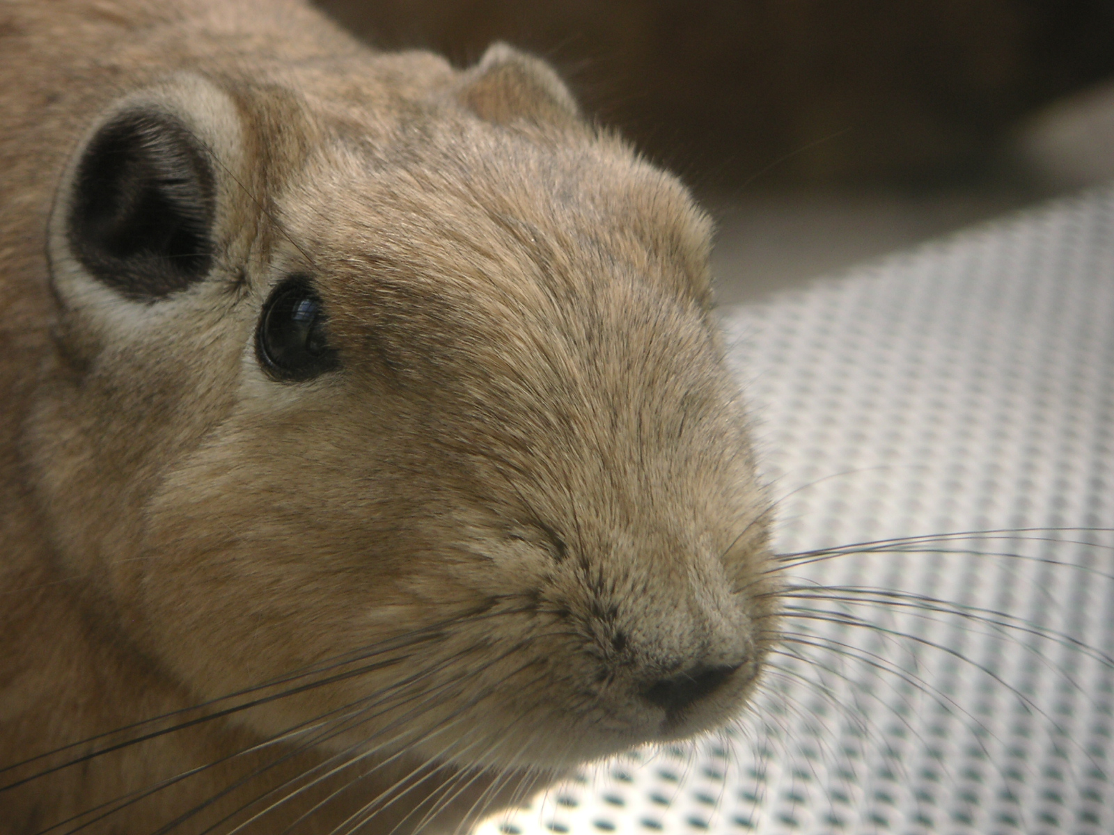 Common Gundi Wallpapers - Wallpaper Cave