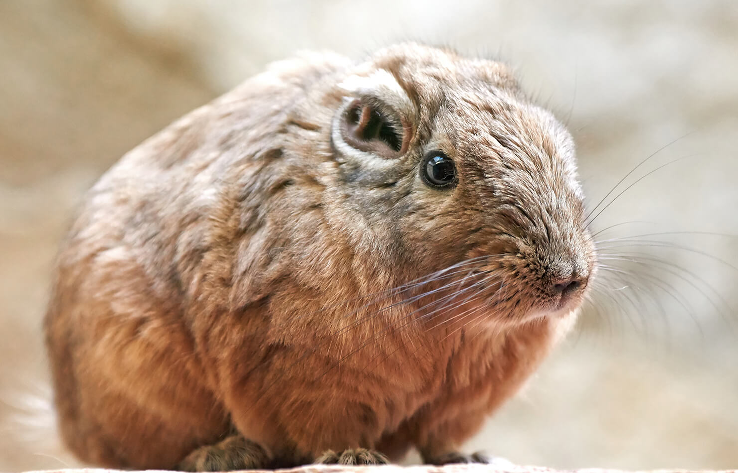 Common Gundi Wallpapers - Wallpaper Cave