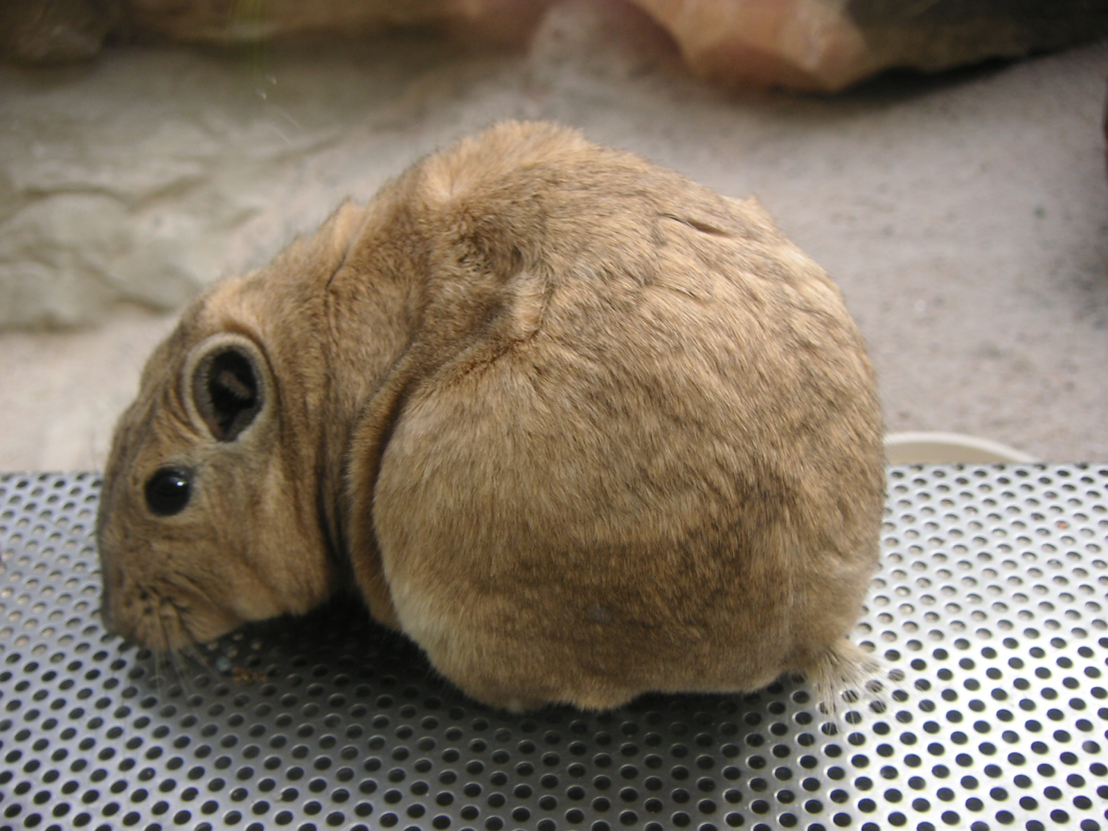 Common Gundi Wallpapers - Wallpaper Cave