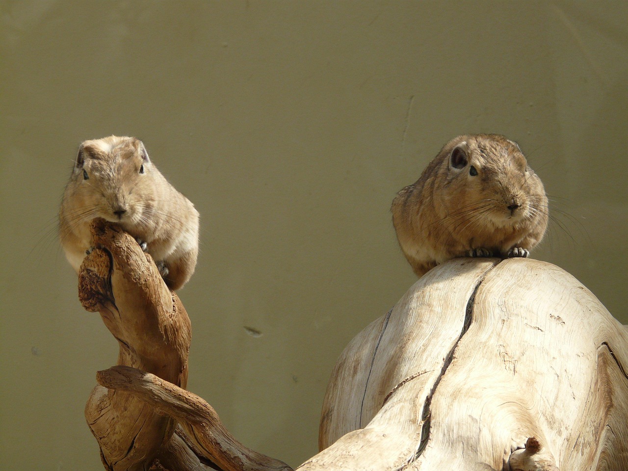 Common Gundi Wallpapers - Wallpaper Cave