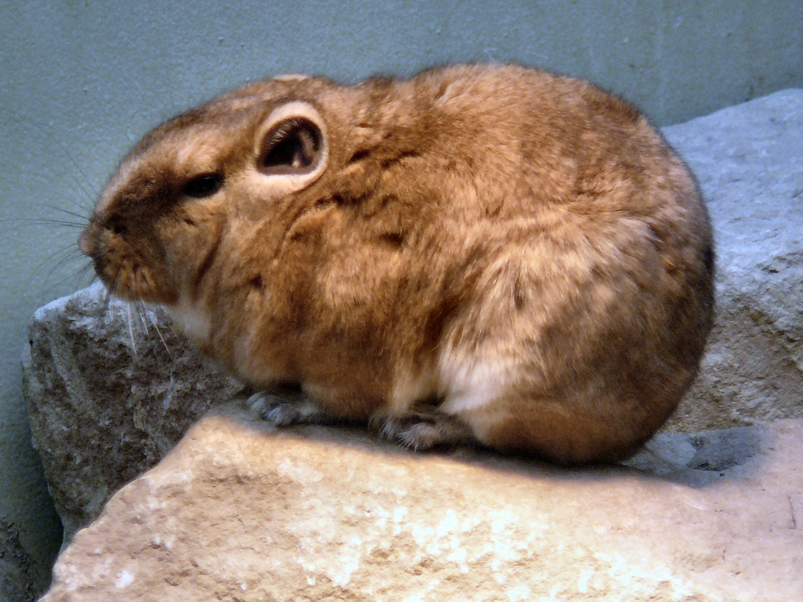 Common Gundi Wallpapers - Wallpaper Cave