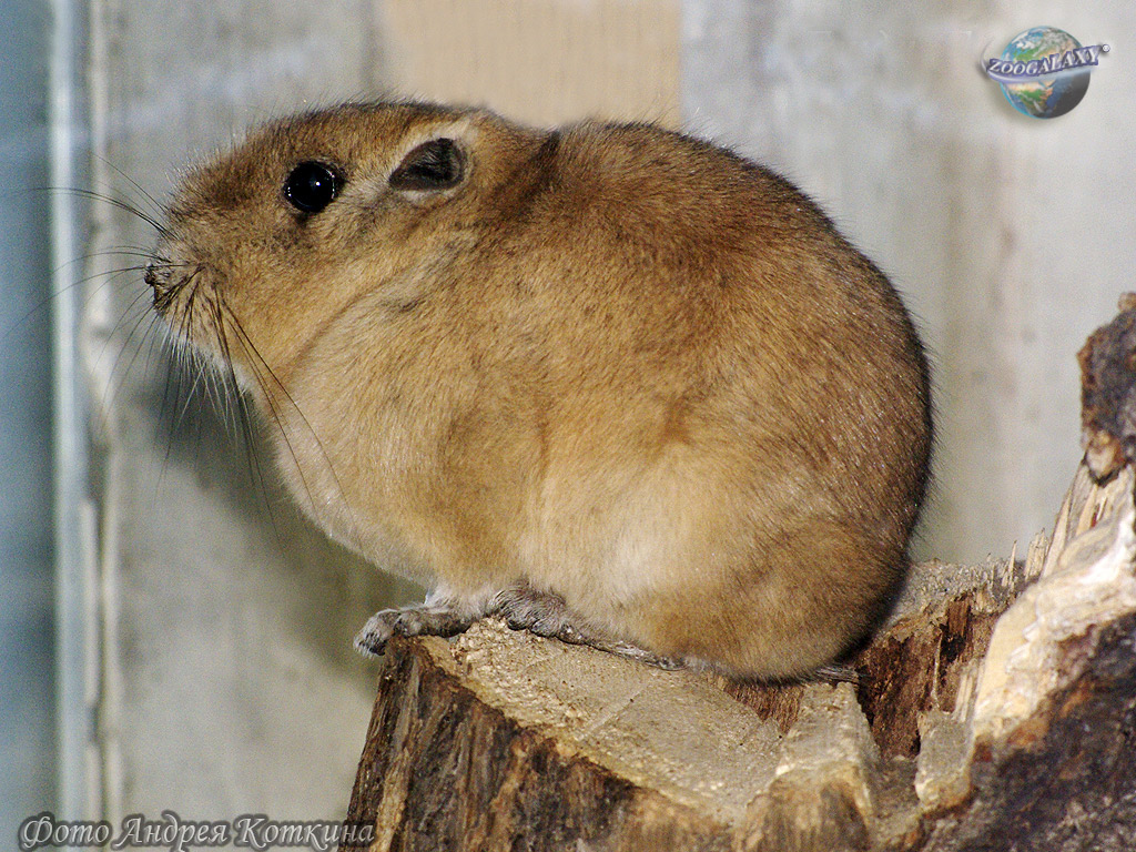 Common Gundi Wallpapers - Wallpaper Cave