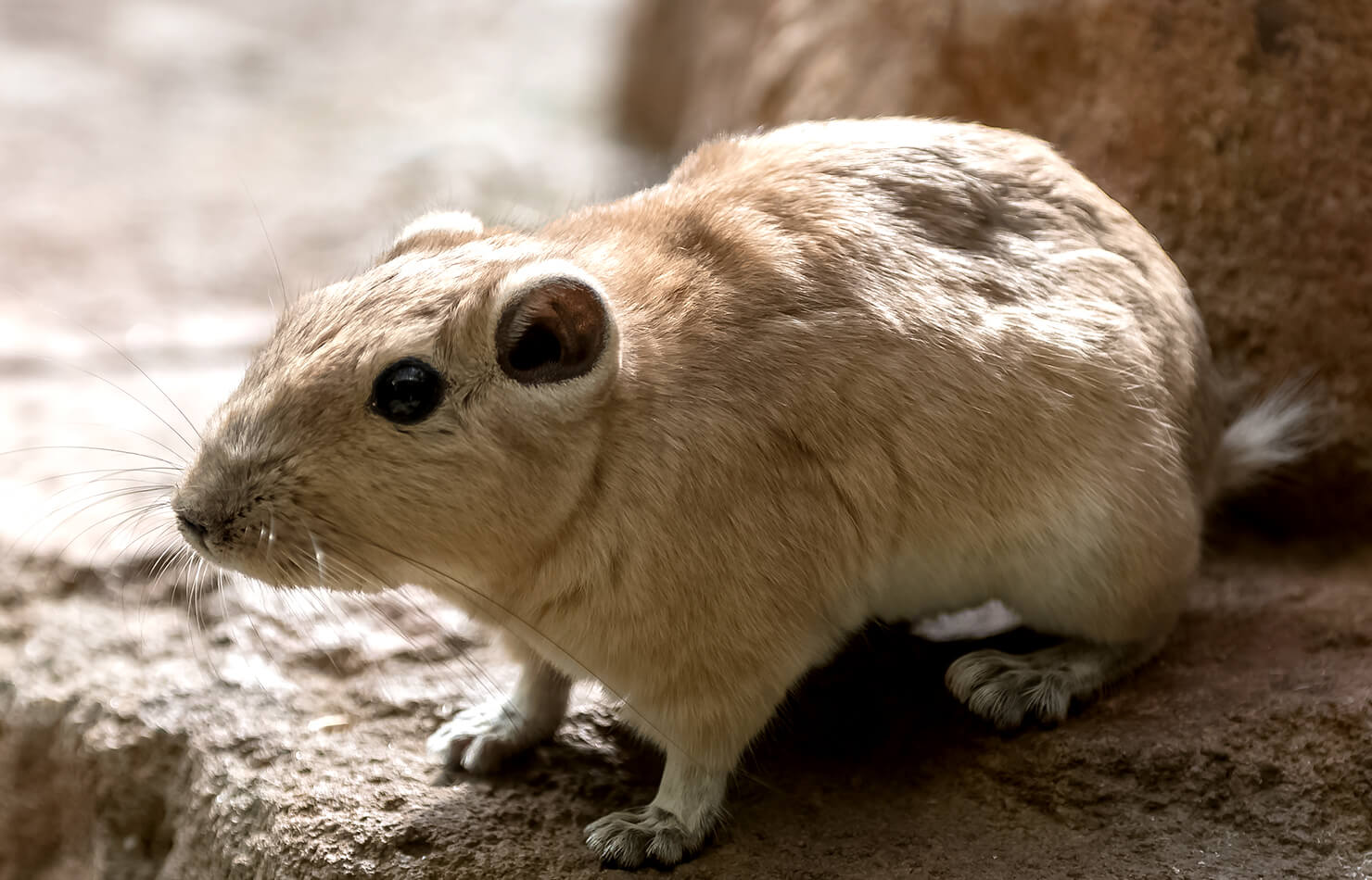 Common Gundi Wallpapers - Wallpaper Cave