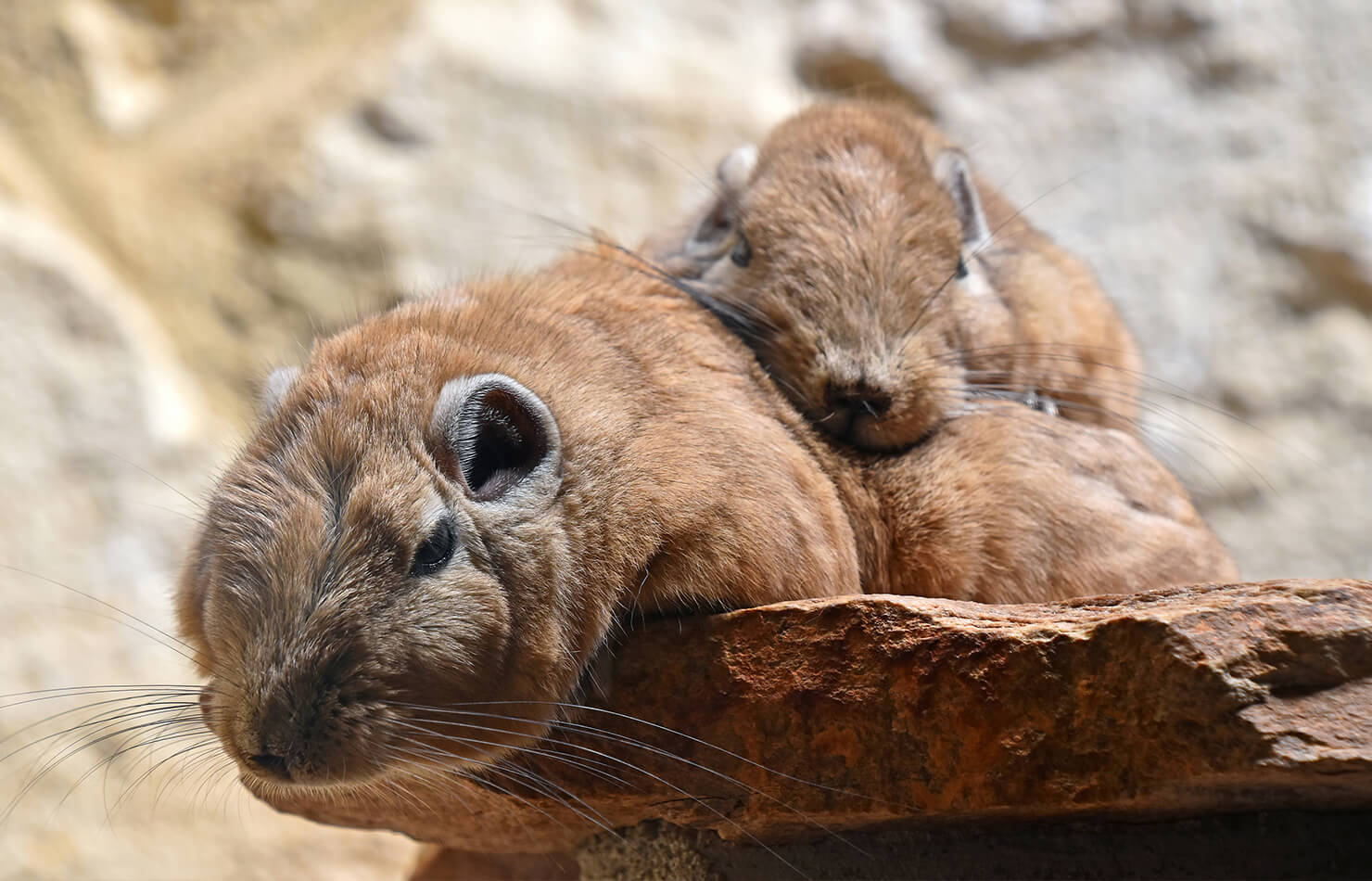 Common Gundi Wallpapers - Wallpaper Cave