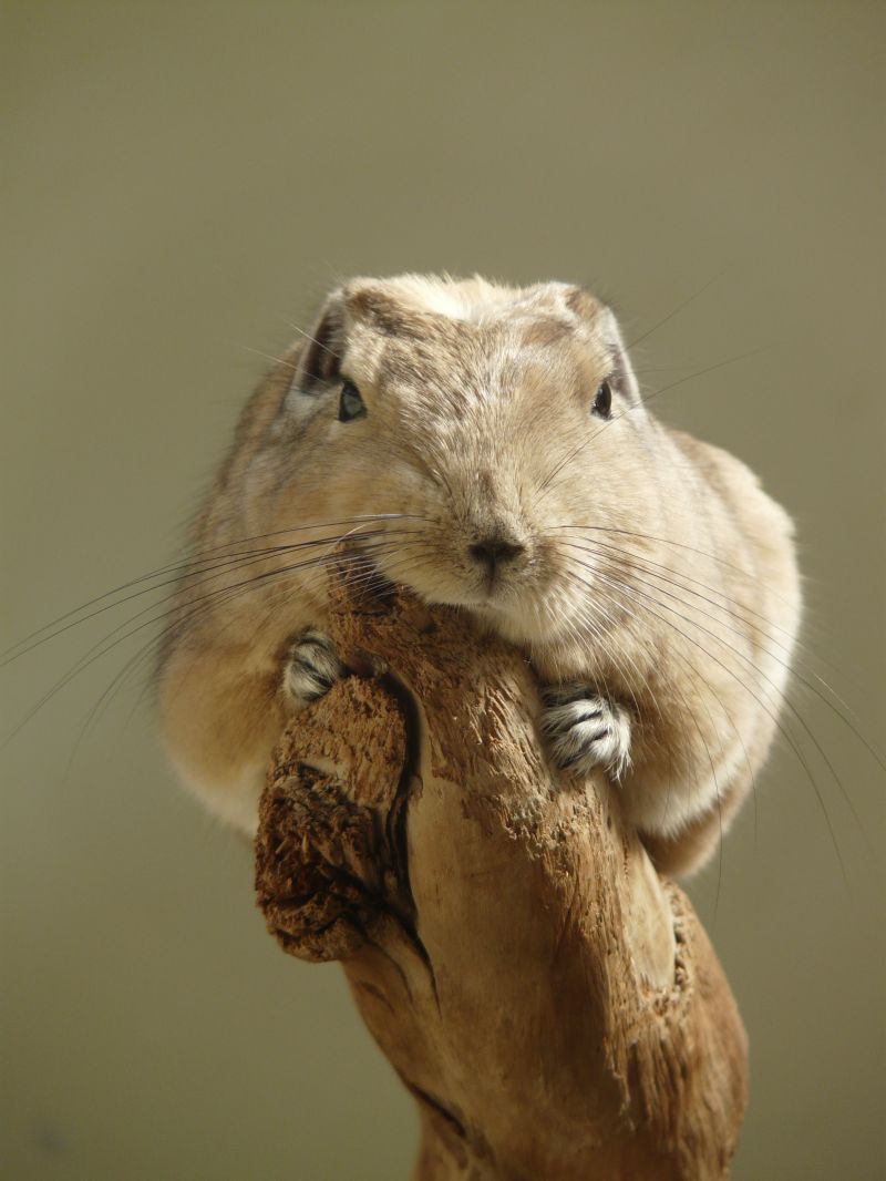 Common Gundi Wallpapers - Wallpaper Cave