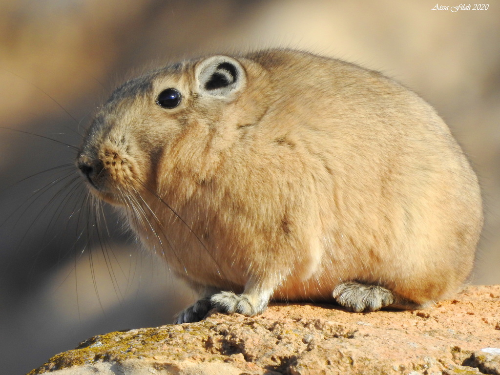 Common Gundi Wallpapers - Wallpaper Cave