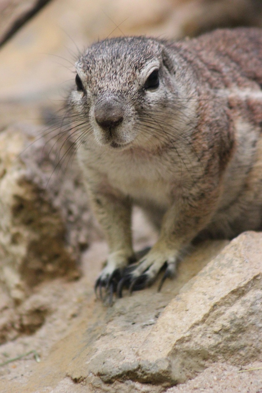 Common Gundi Wallpapers - Wallpaper Cave