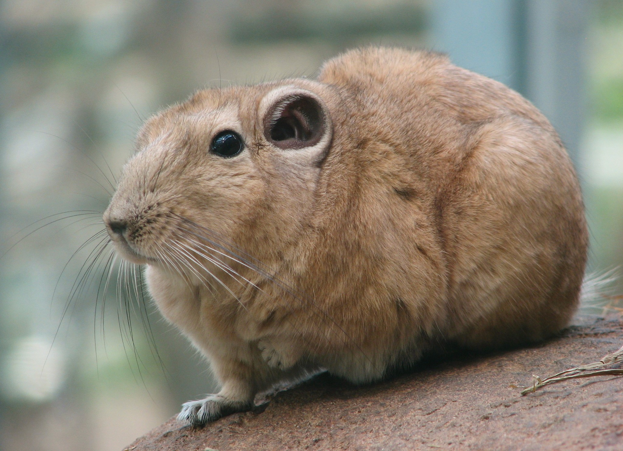 Common Gundi Wallpapers - Wallpaper Cave