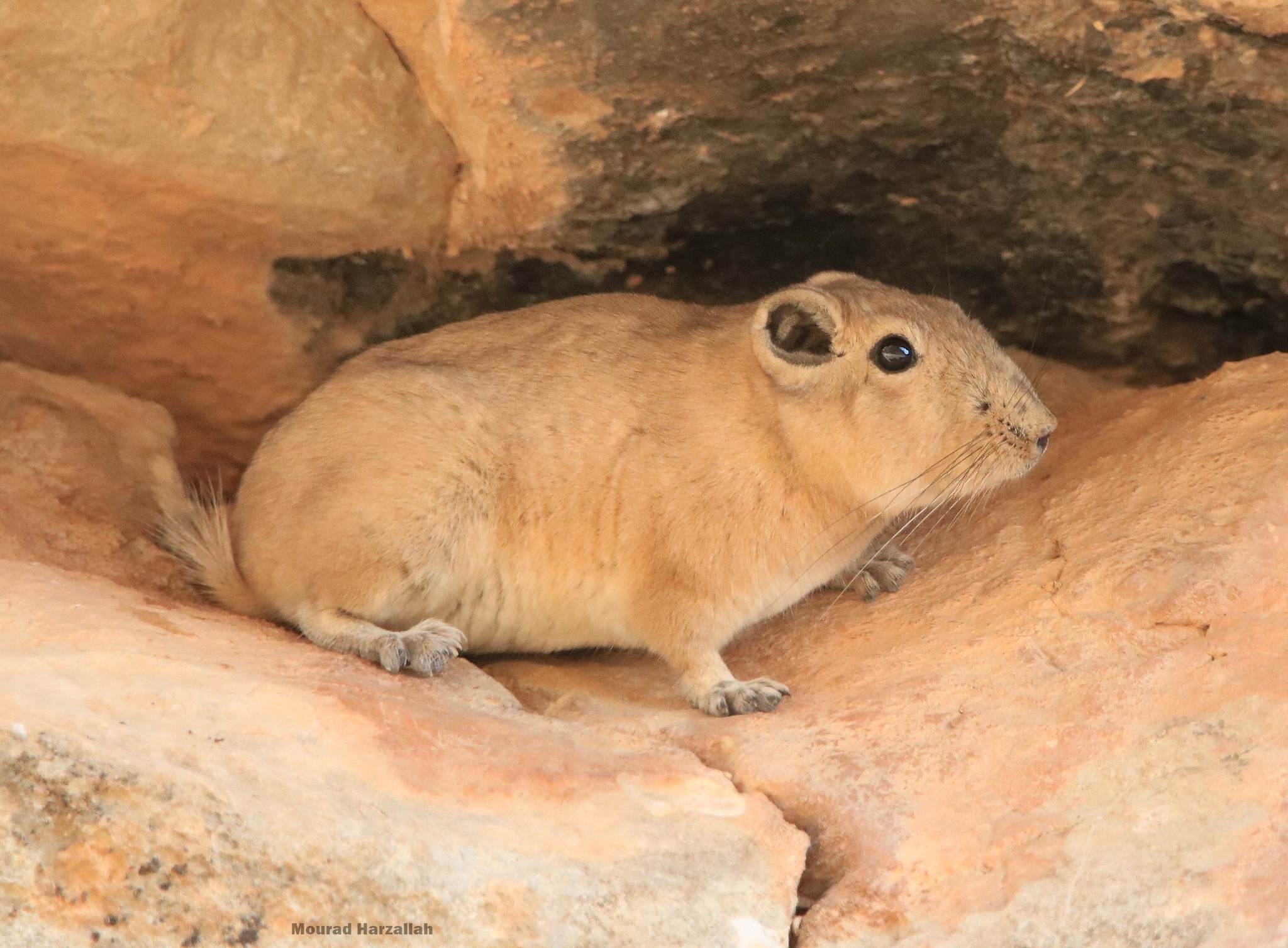 Common Gundi Wallpapers - Wallpaper Cave