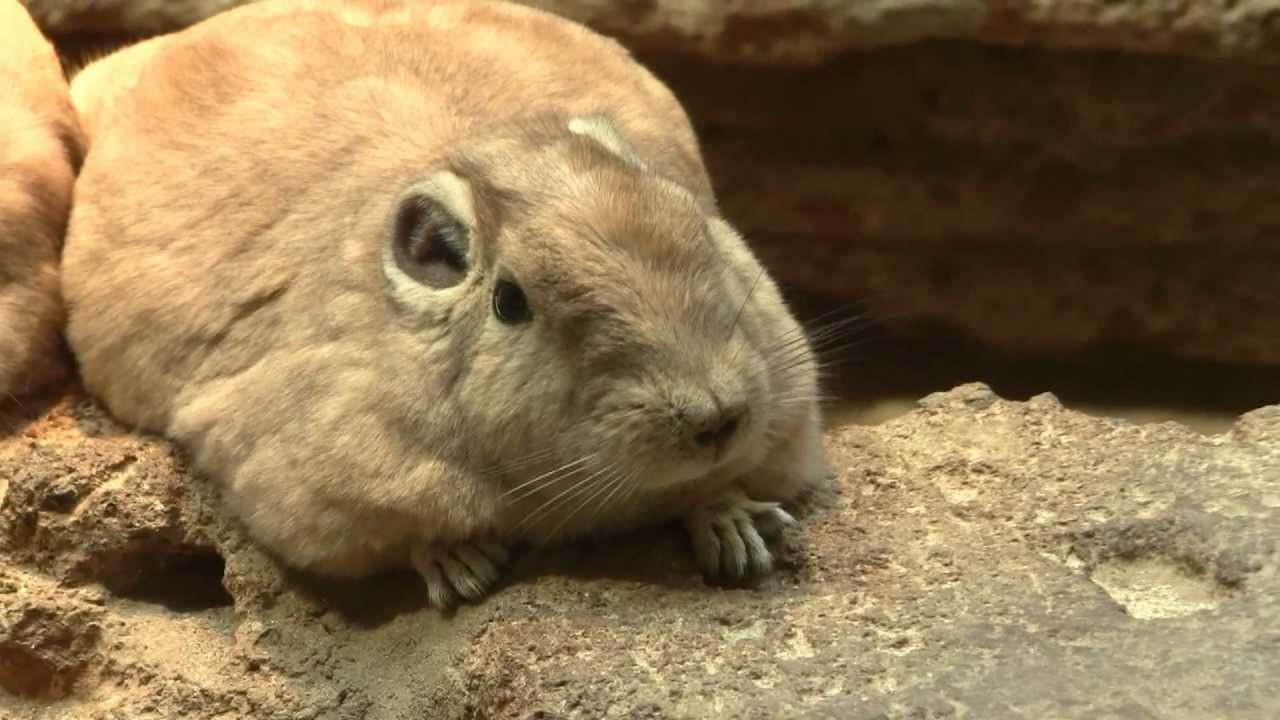 Common Gundi Wallpapers - Wallpaper Cave