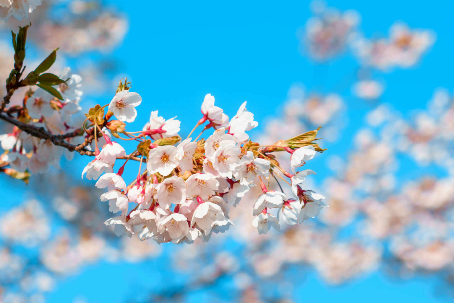 1536x1024 Laptop Spring Wallpapers - Wallpaper Cave