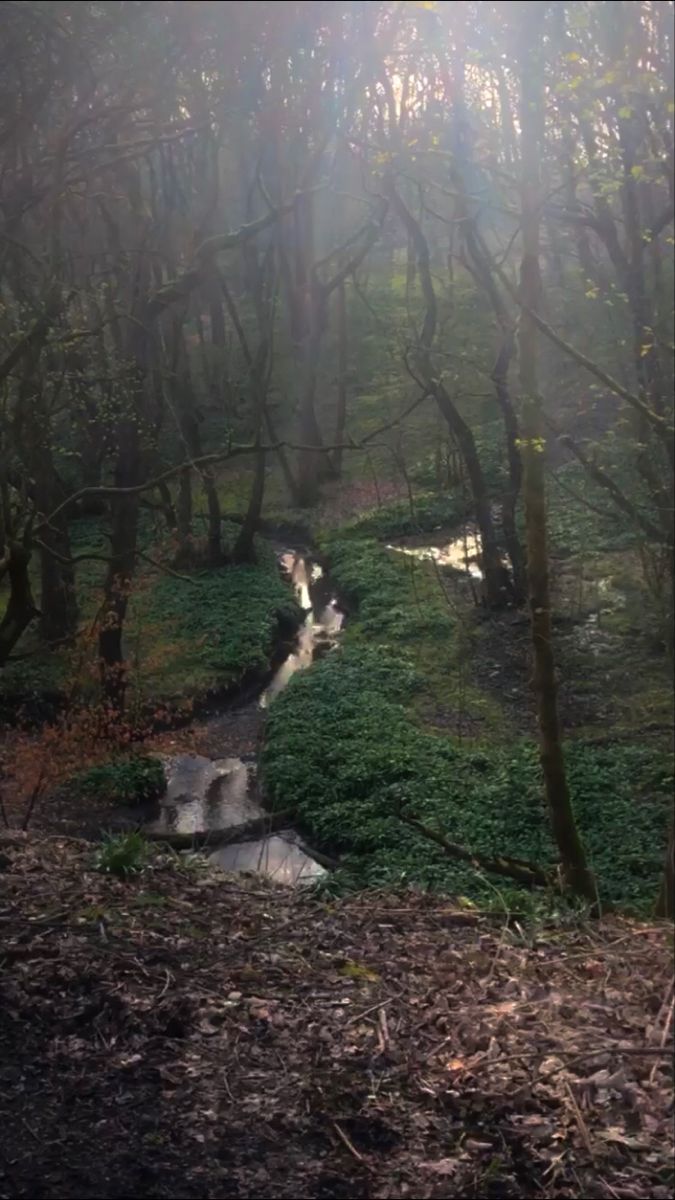 Cottagecore Forest Wallpapers - Wallpaper Cave