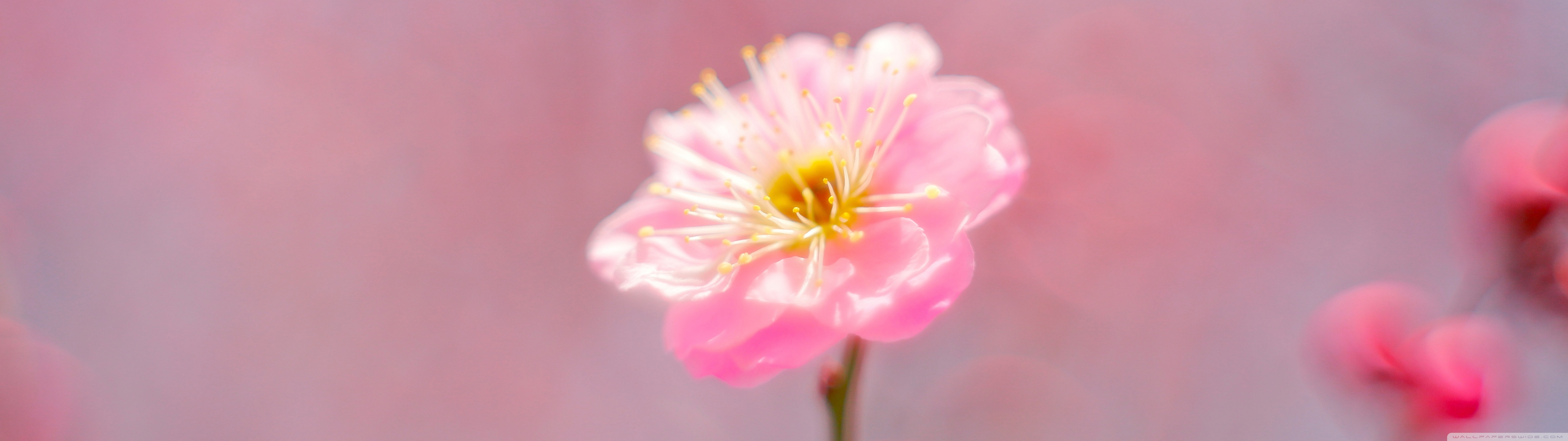 5120x1440 Spring Flower Wallpapers - Wallpaper Cave