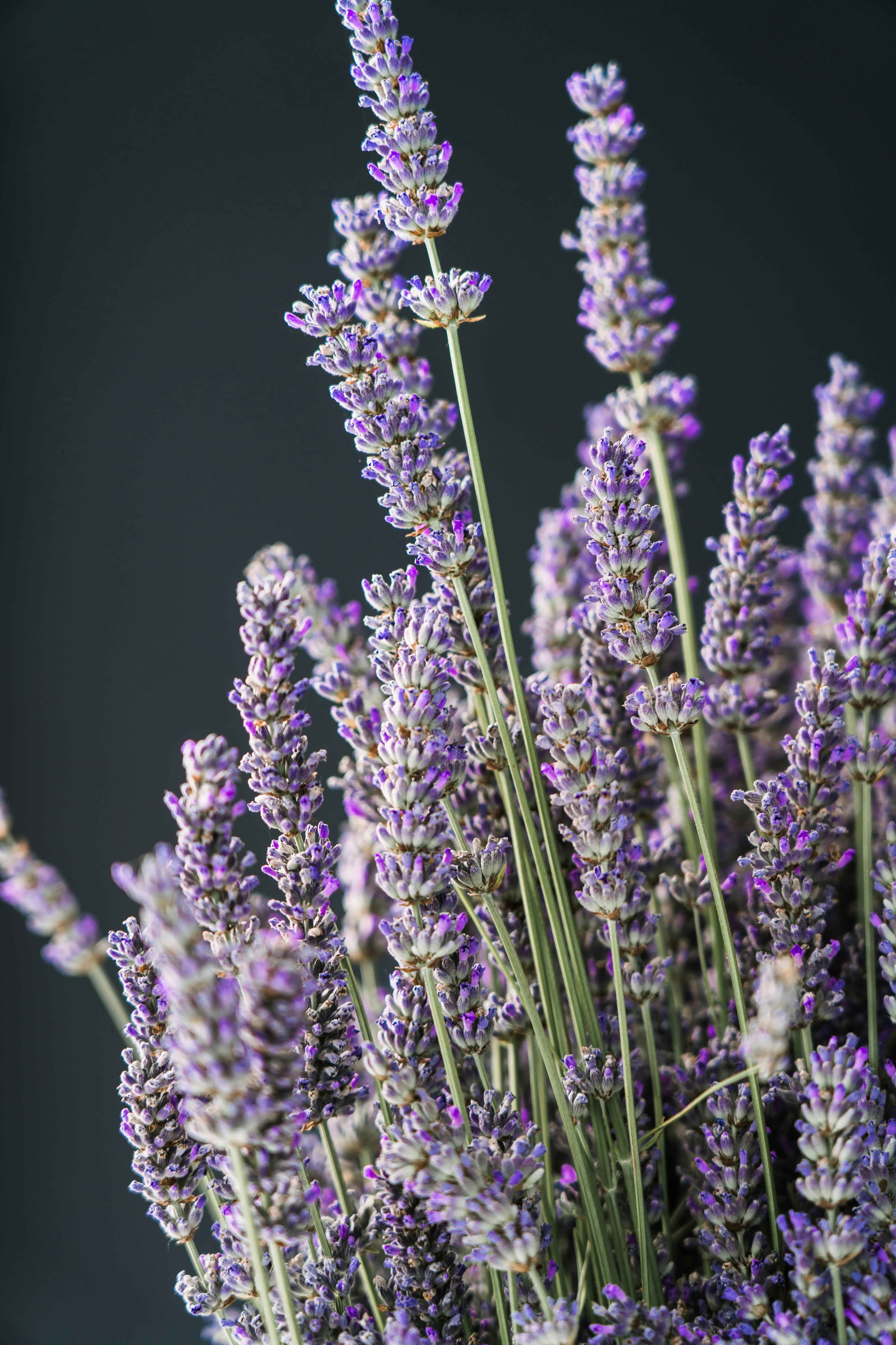 4k Lavender Spring Wallpapers - Wallpaper Cave