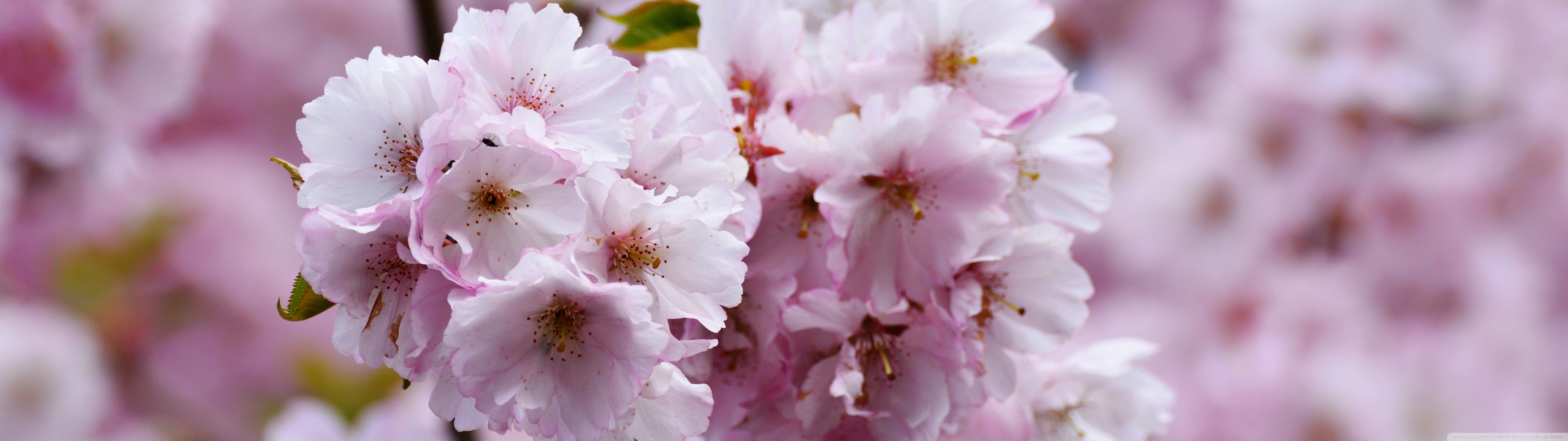 5120x1440 Spring Flower Wallpapers - Wallpaper Cave