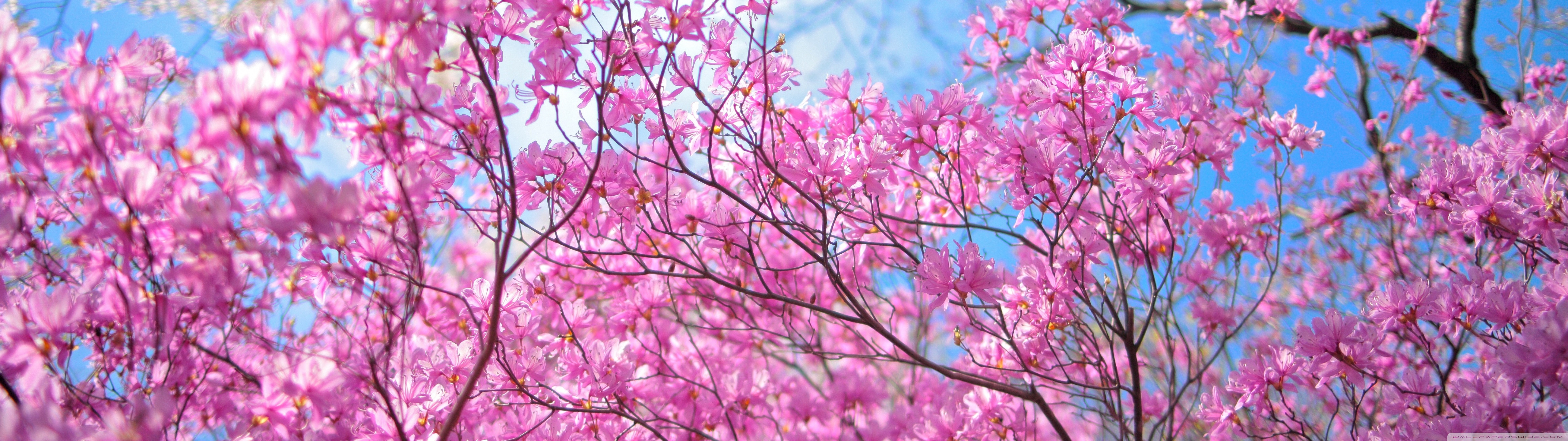 5120x1440 Spring Flower Wallpapers - Wallpaper Cave