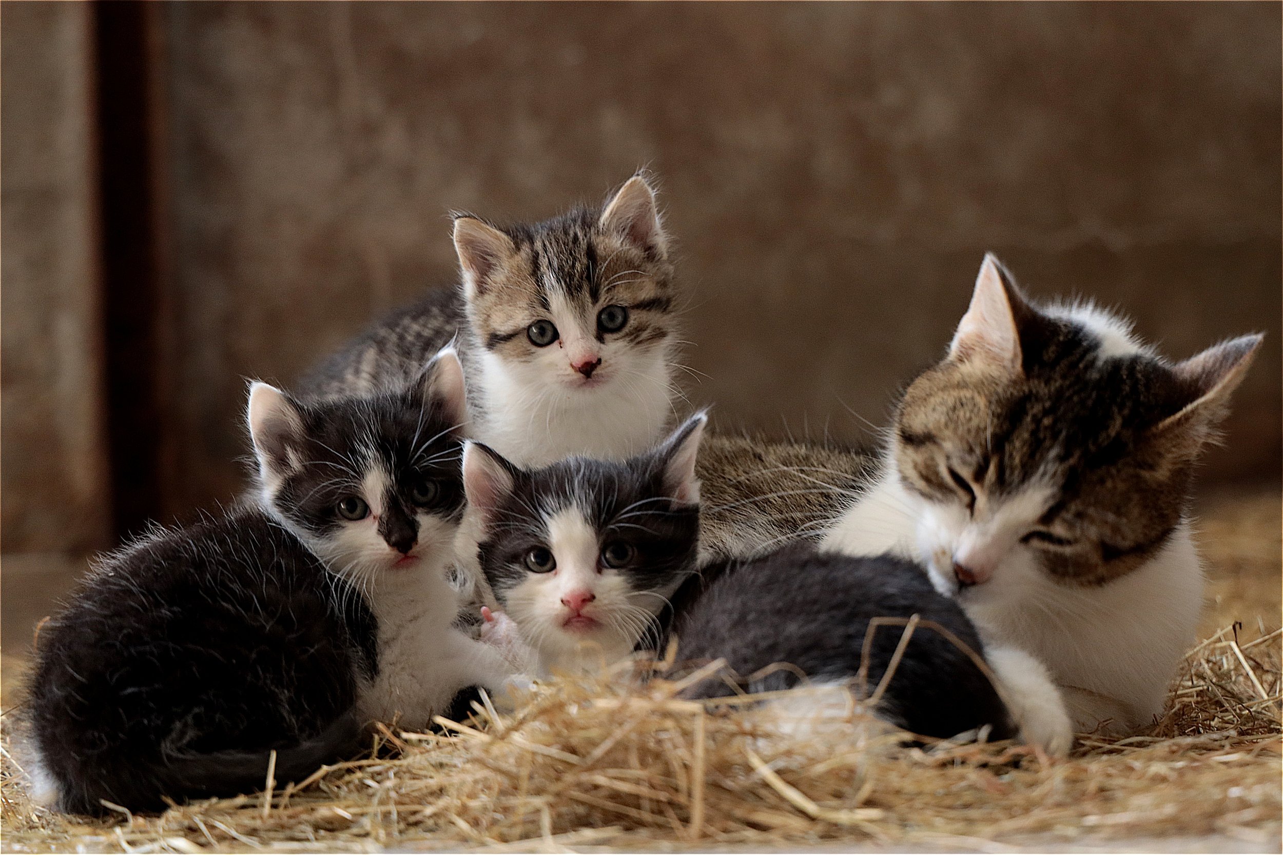 Mother's Day Kittens Wallpapers - Wallpaper Cave