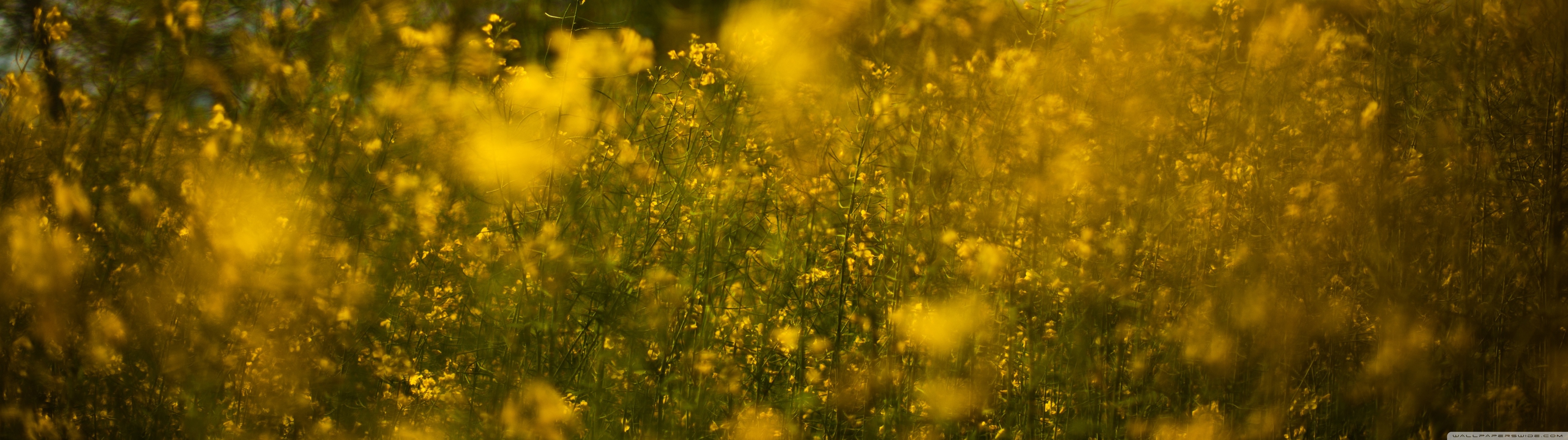 5120x1440 Spring Flower Wallpapers - Wallpaper Cave