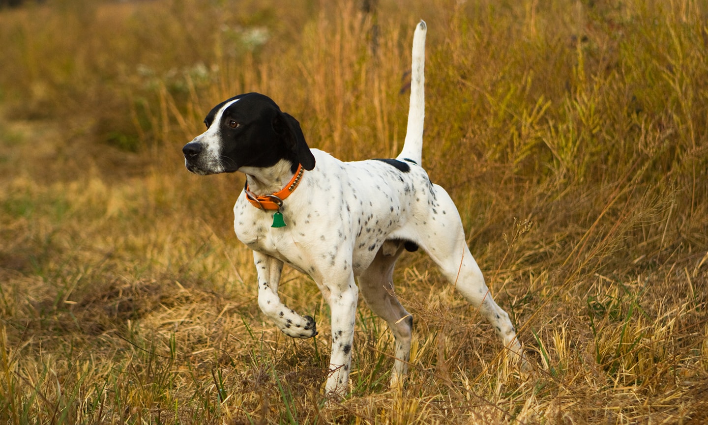English Pointer Wallpapers - Wallpaper Cave
