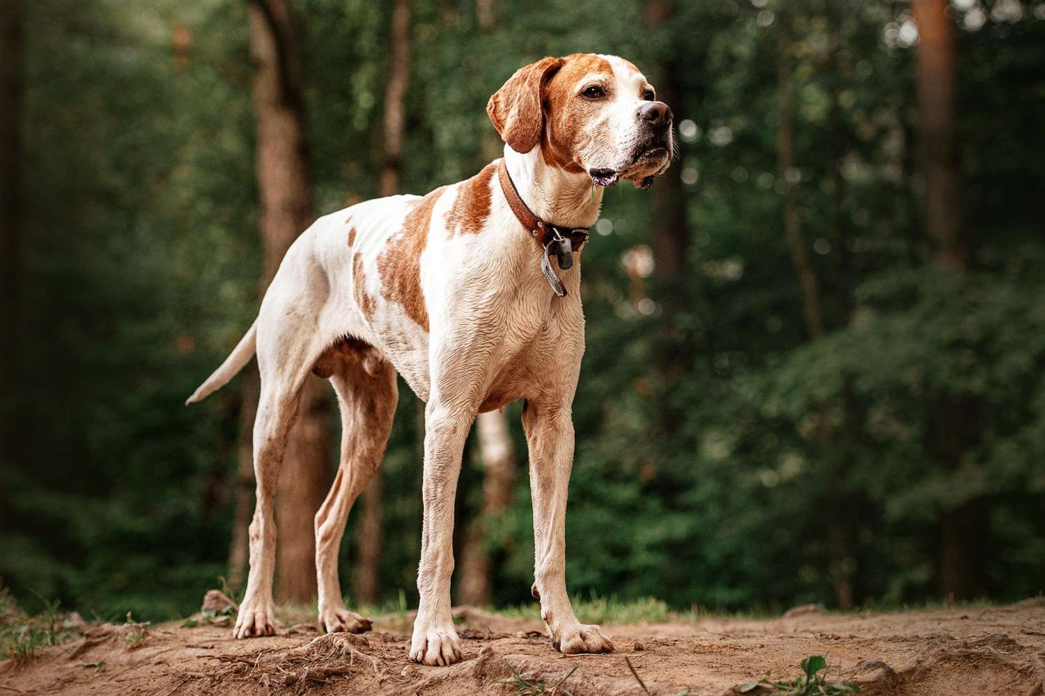 English Pointer Wallpapers - Wallpaper Cave