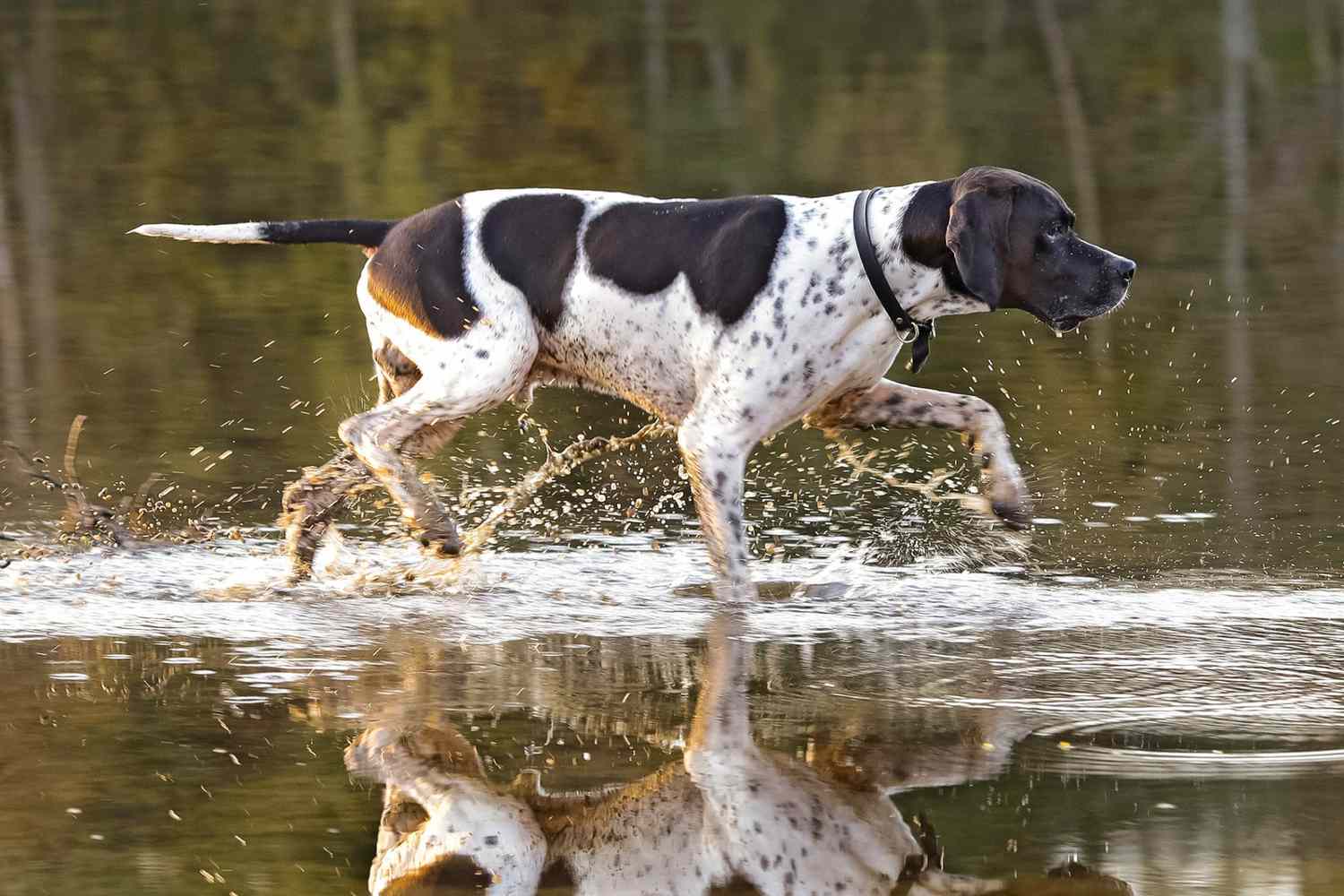 English Pointer Wallpapers - Wallpaper Cave